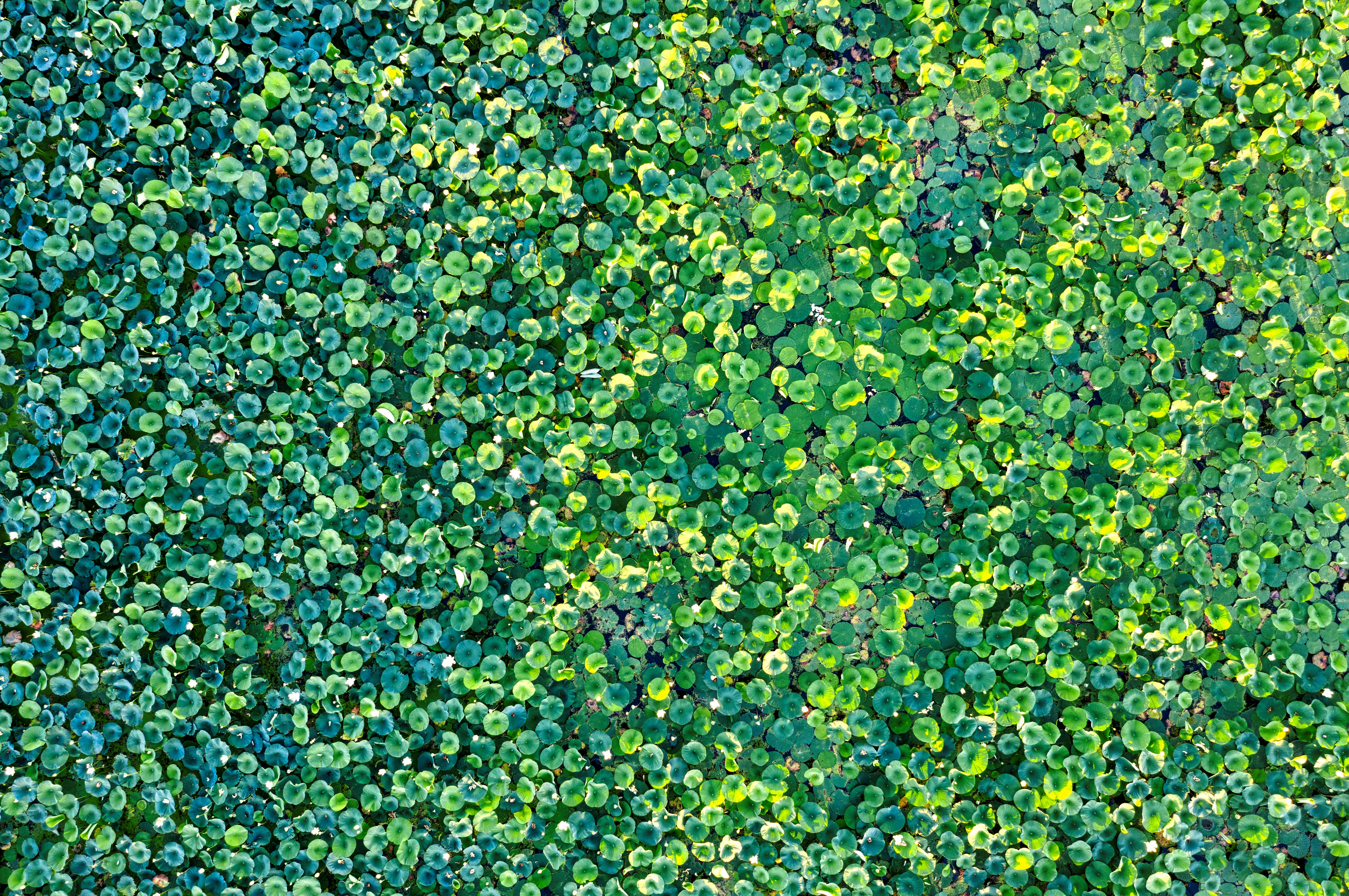 High Angle Shot of Lily Pads · Free Stock Photo