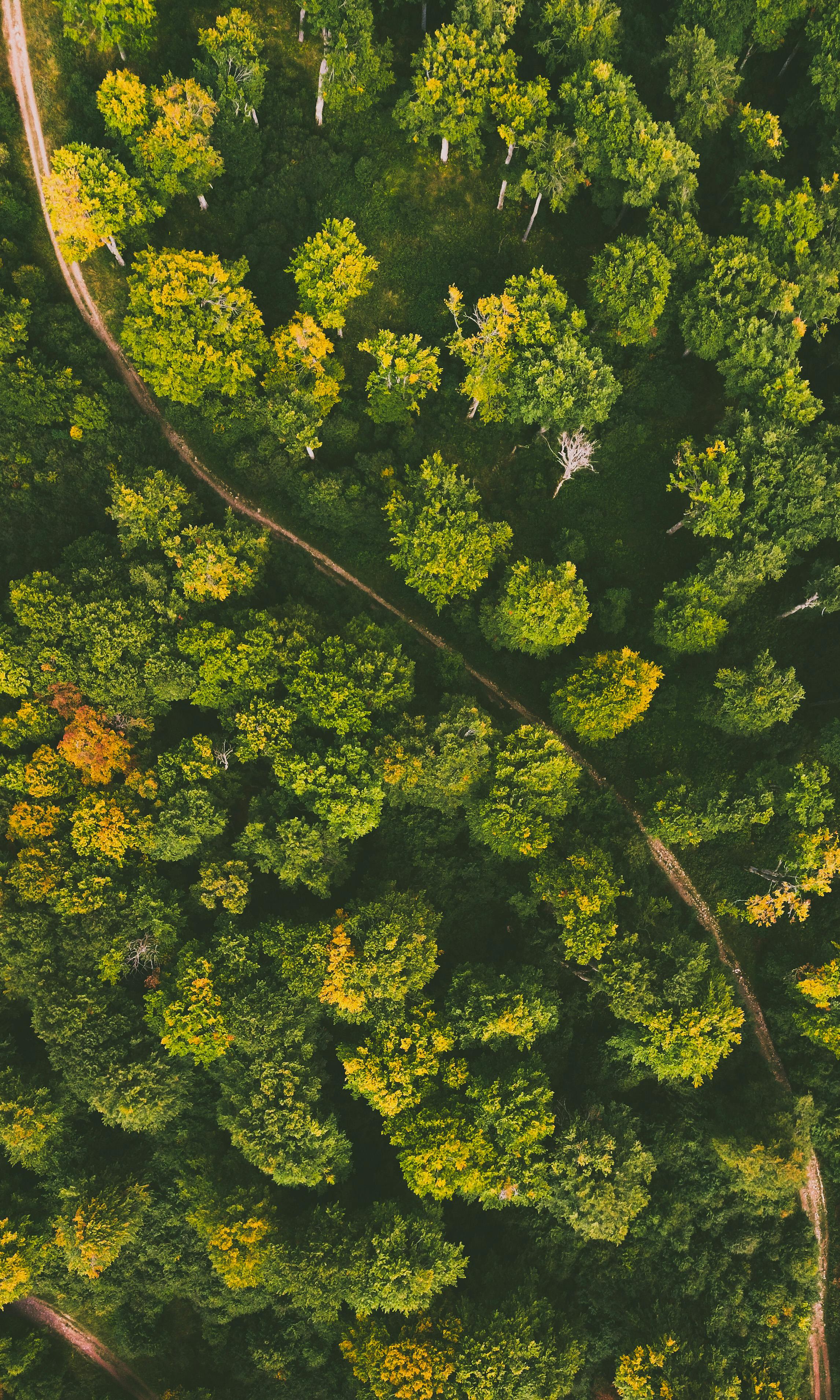 A Top View of a Road Between the Forest · Free Stock Photo