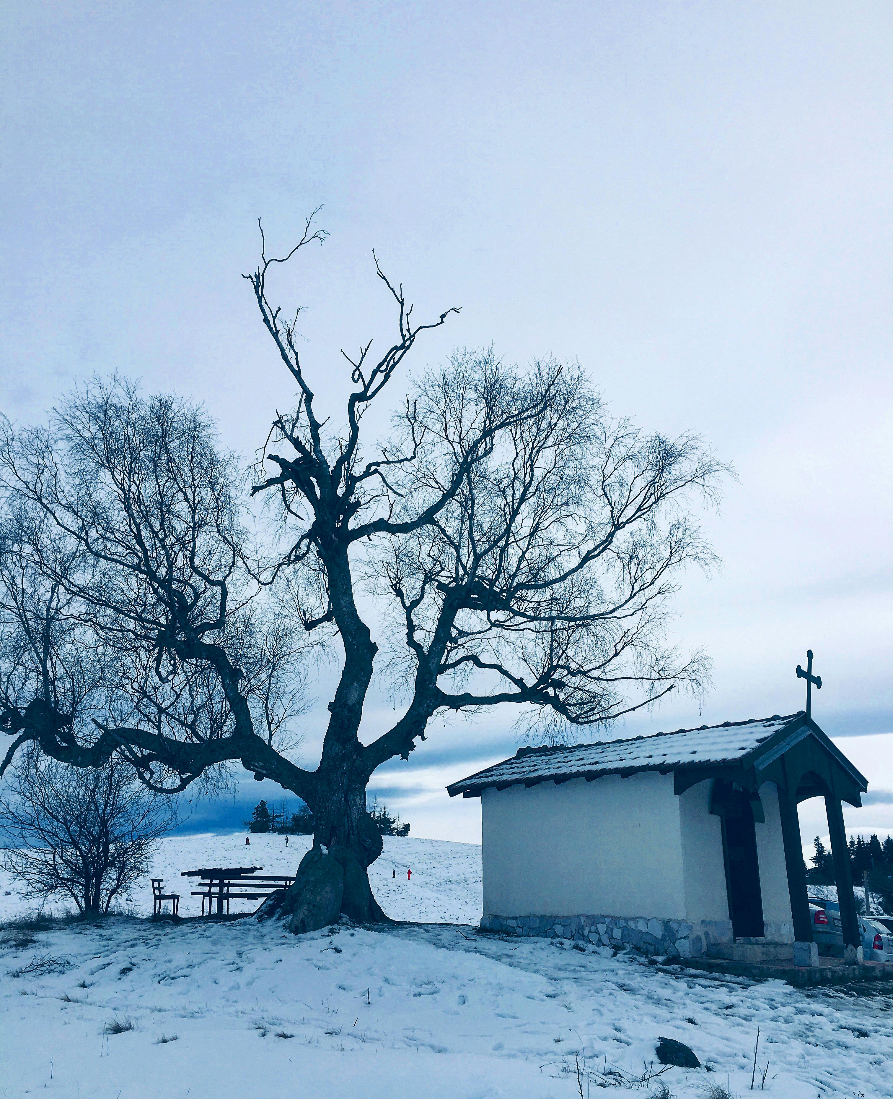 Photo of Leafless Tree · Free Stock Photo