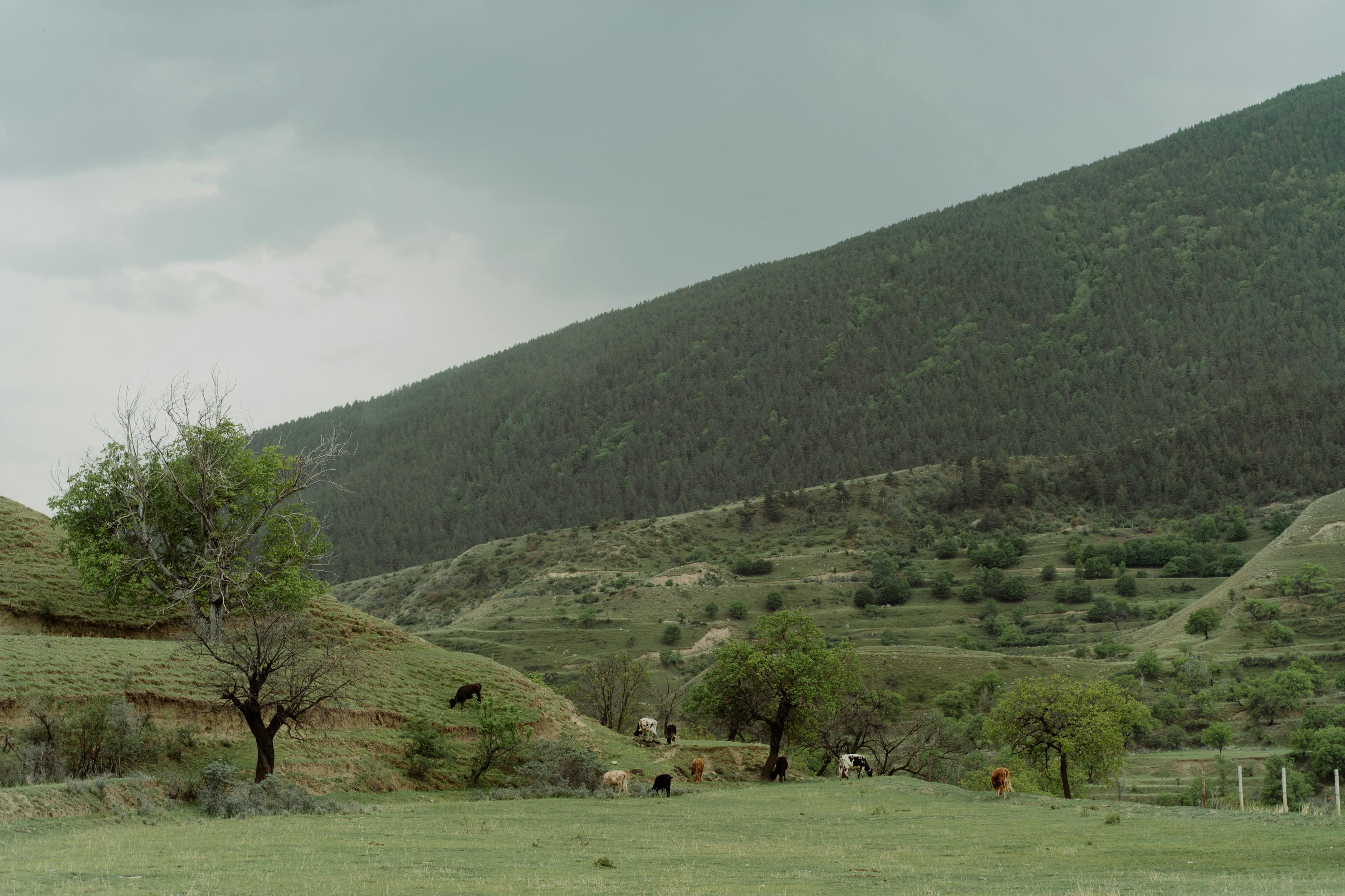 Death Valley Animals Photos, Download The BEST Free Death Valley ...