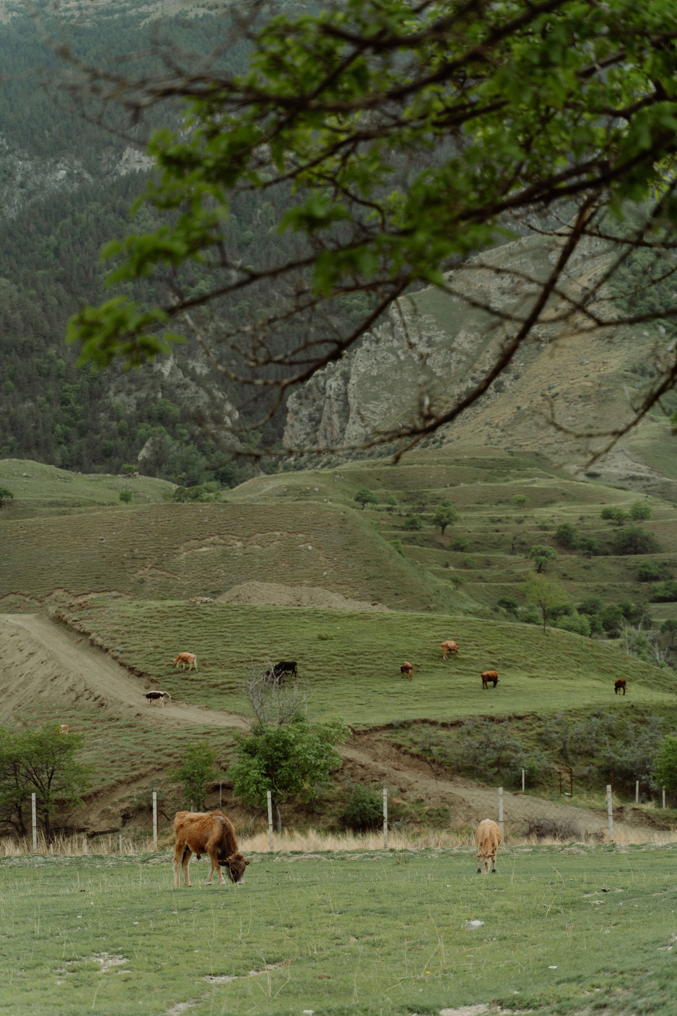 Farm Animals on a Terrain · Free Stock Photo
