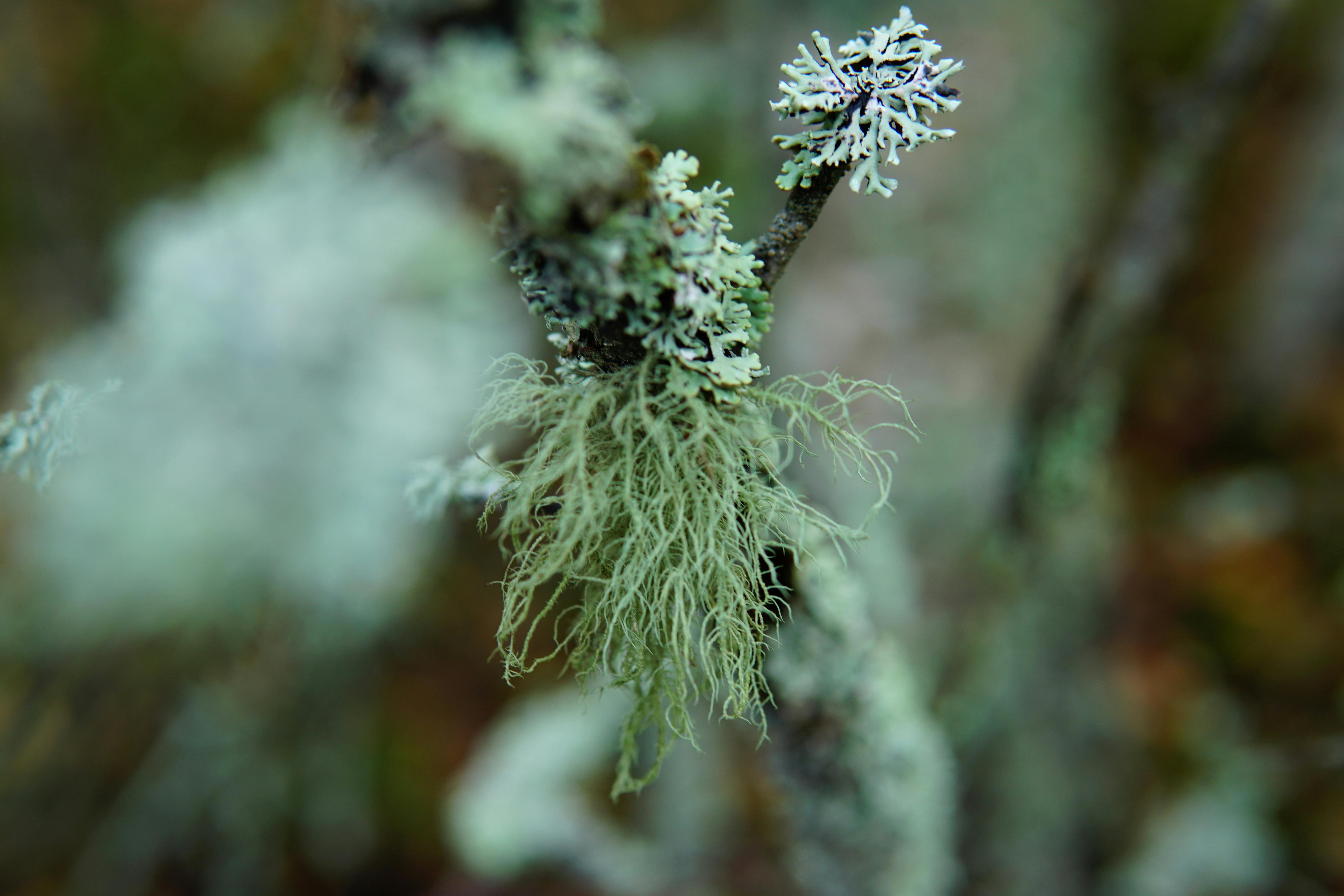 Close-up Photo of Usnea Barbata · Free Stock Photo
