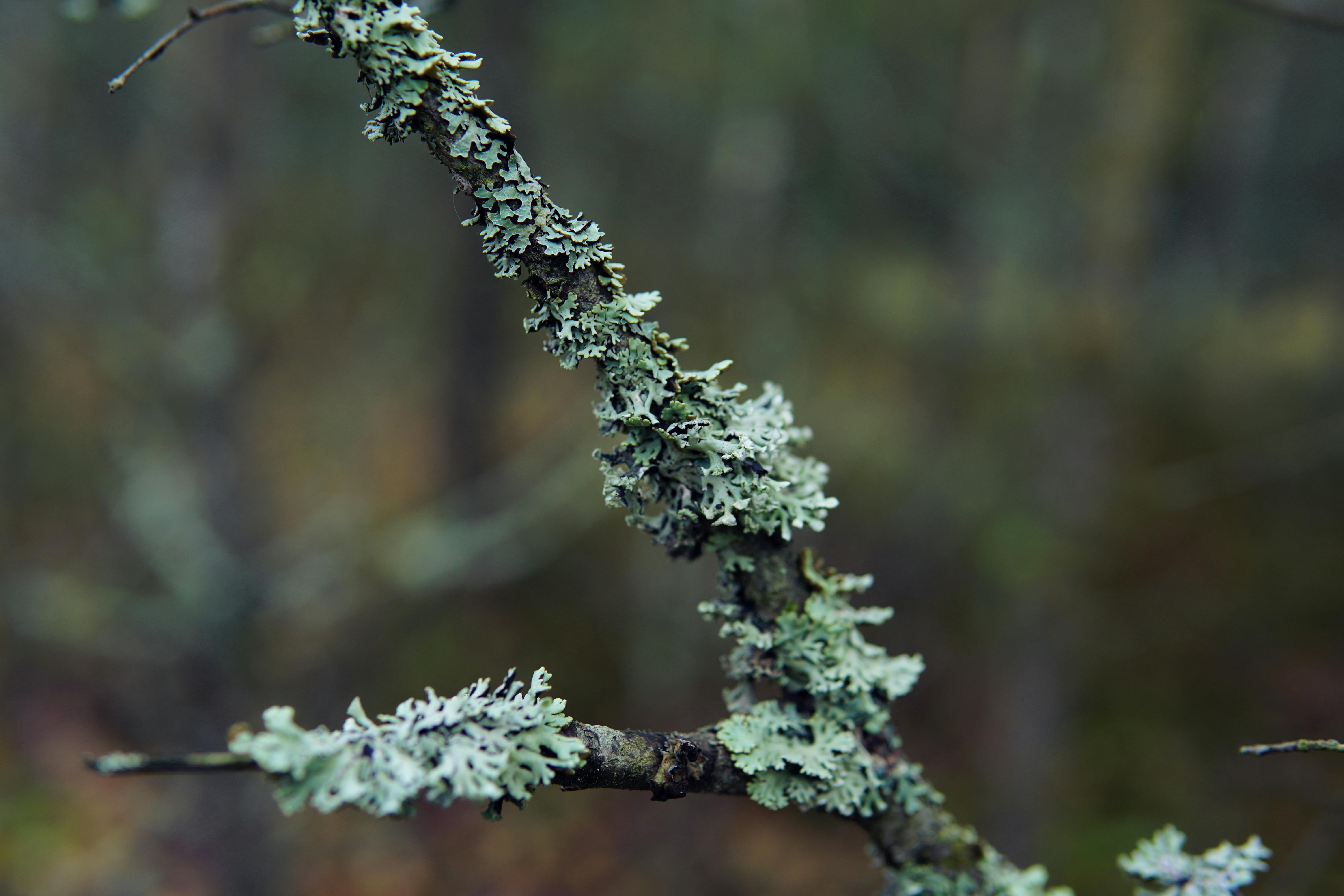 Close-up Photo of Usnea Barbata · Free Stock Photo