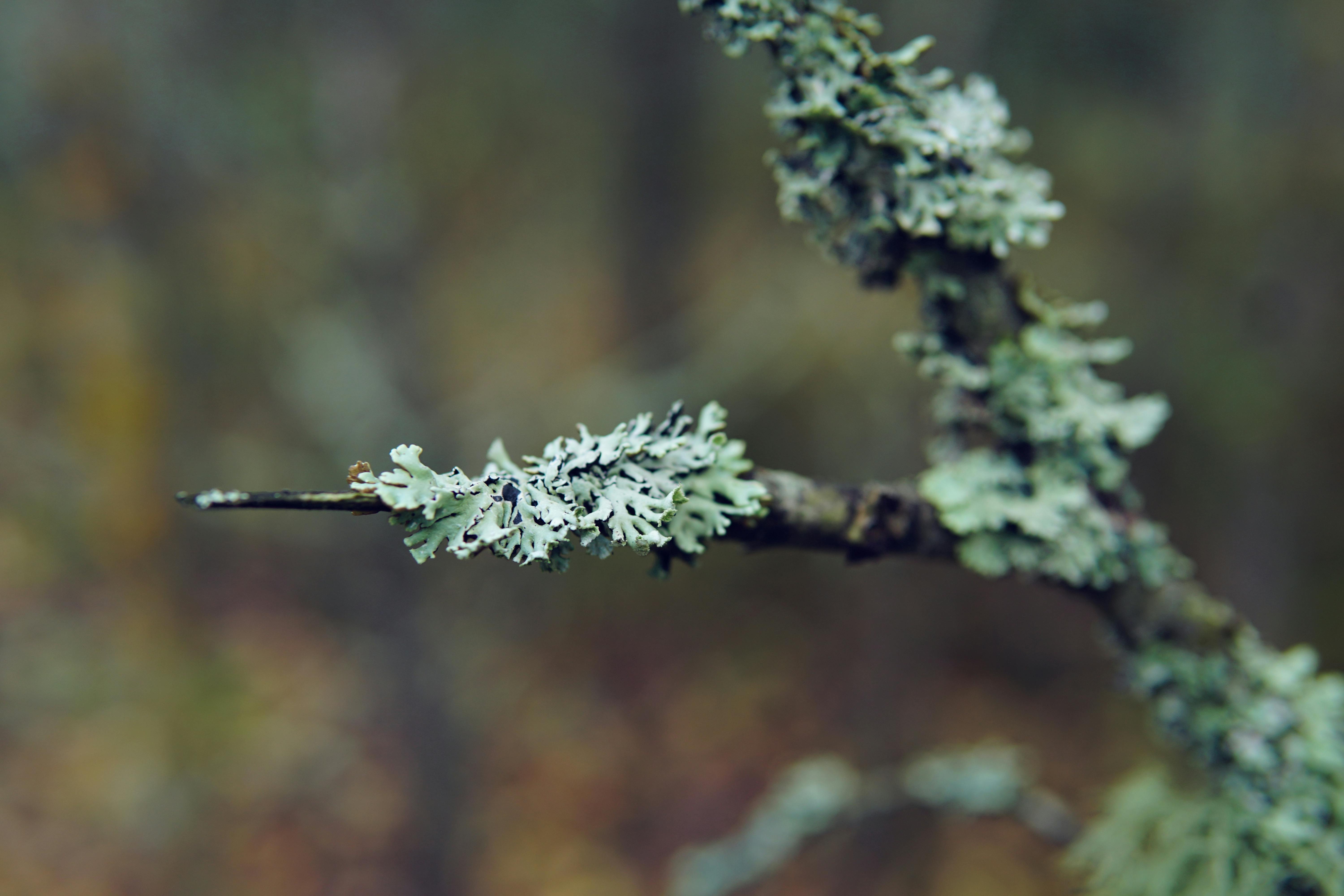 Close-up Photo of Usnea Barbata · Free Stock Photo