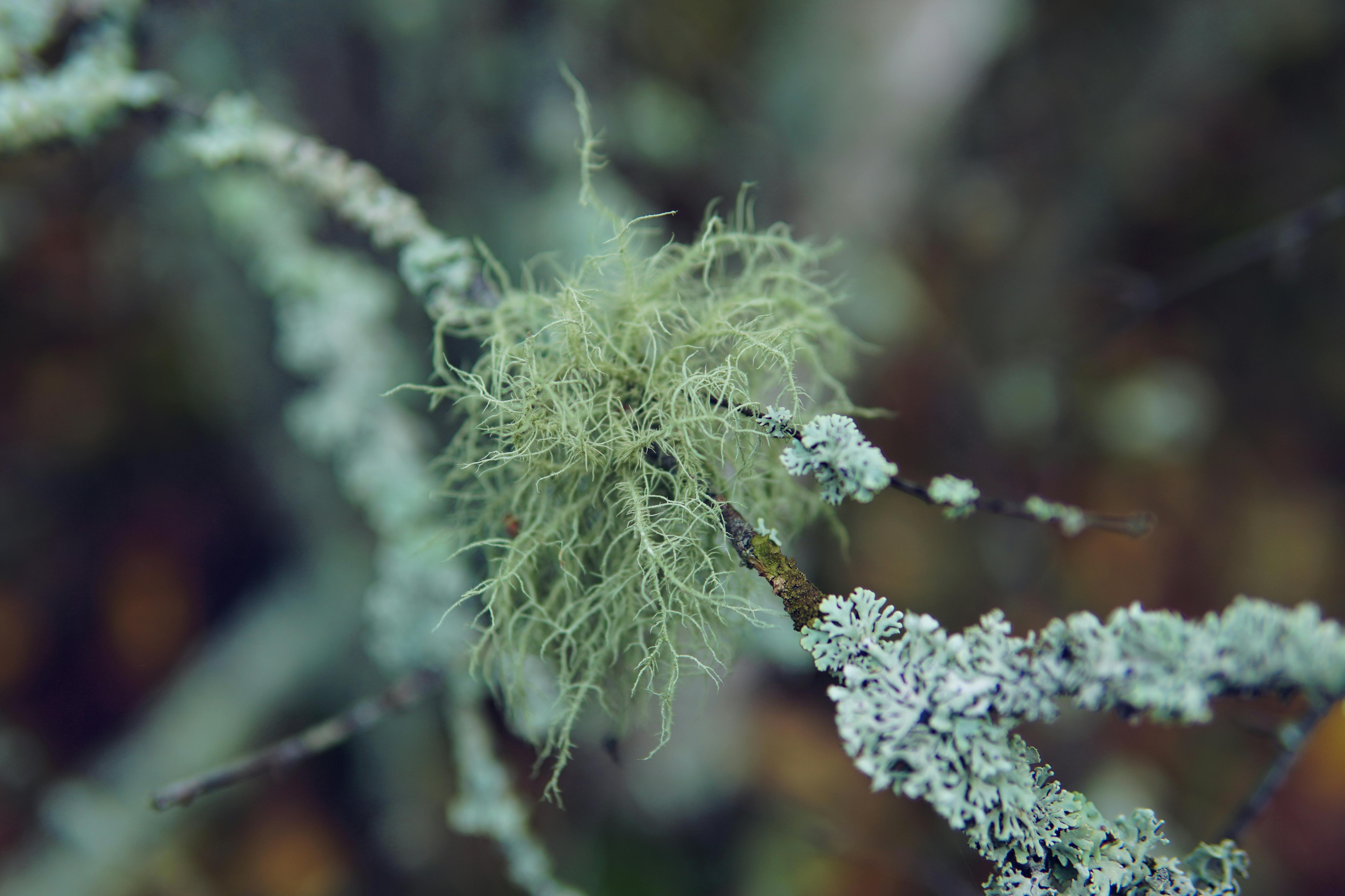 Close-up Photo of Usnea Barbata · Free Stock Photo
