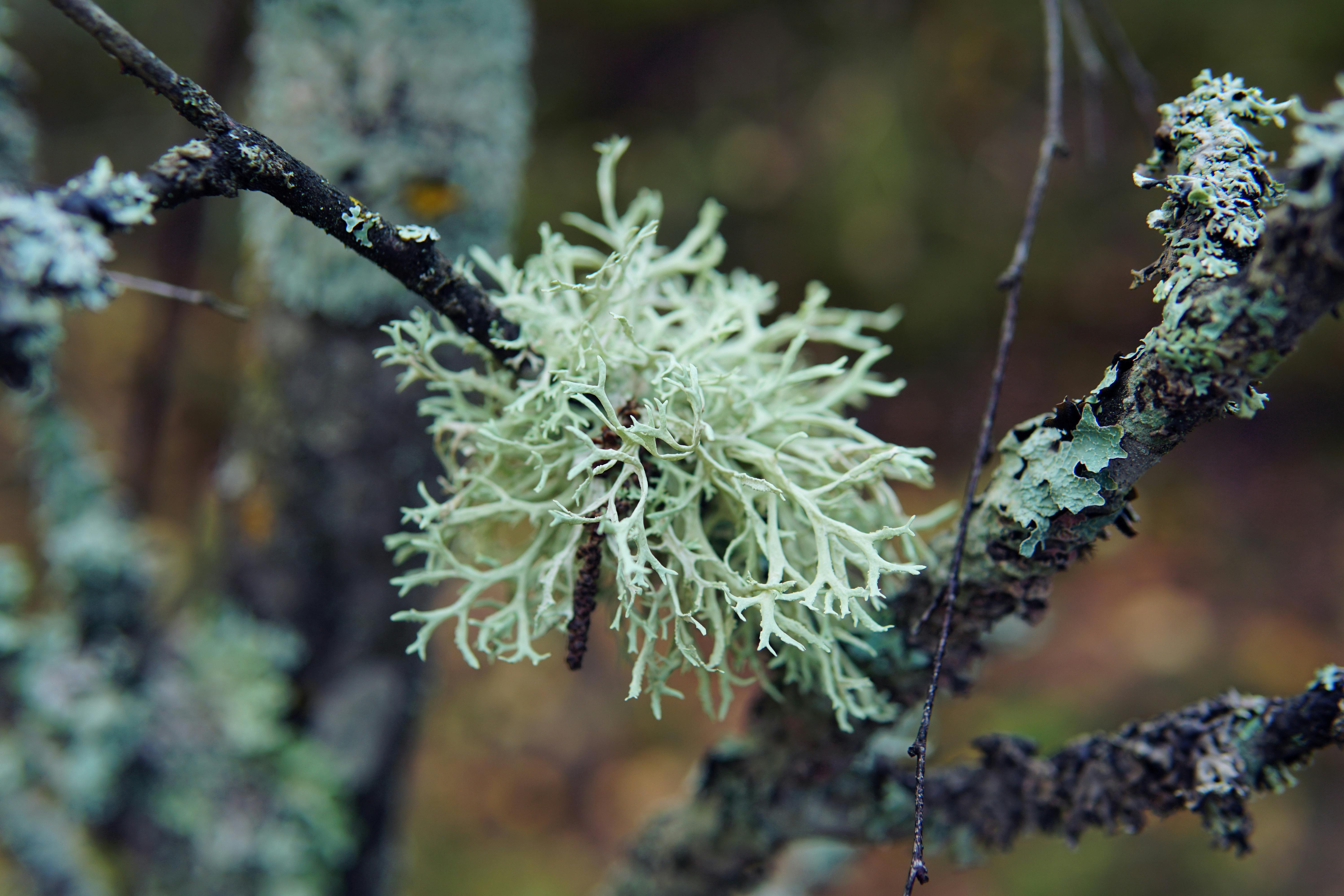 Close-up Photo of Usnea Barbata · Free Stock Photo