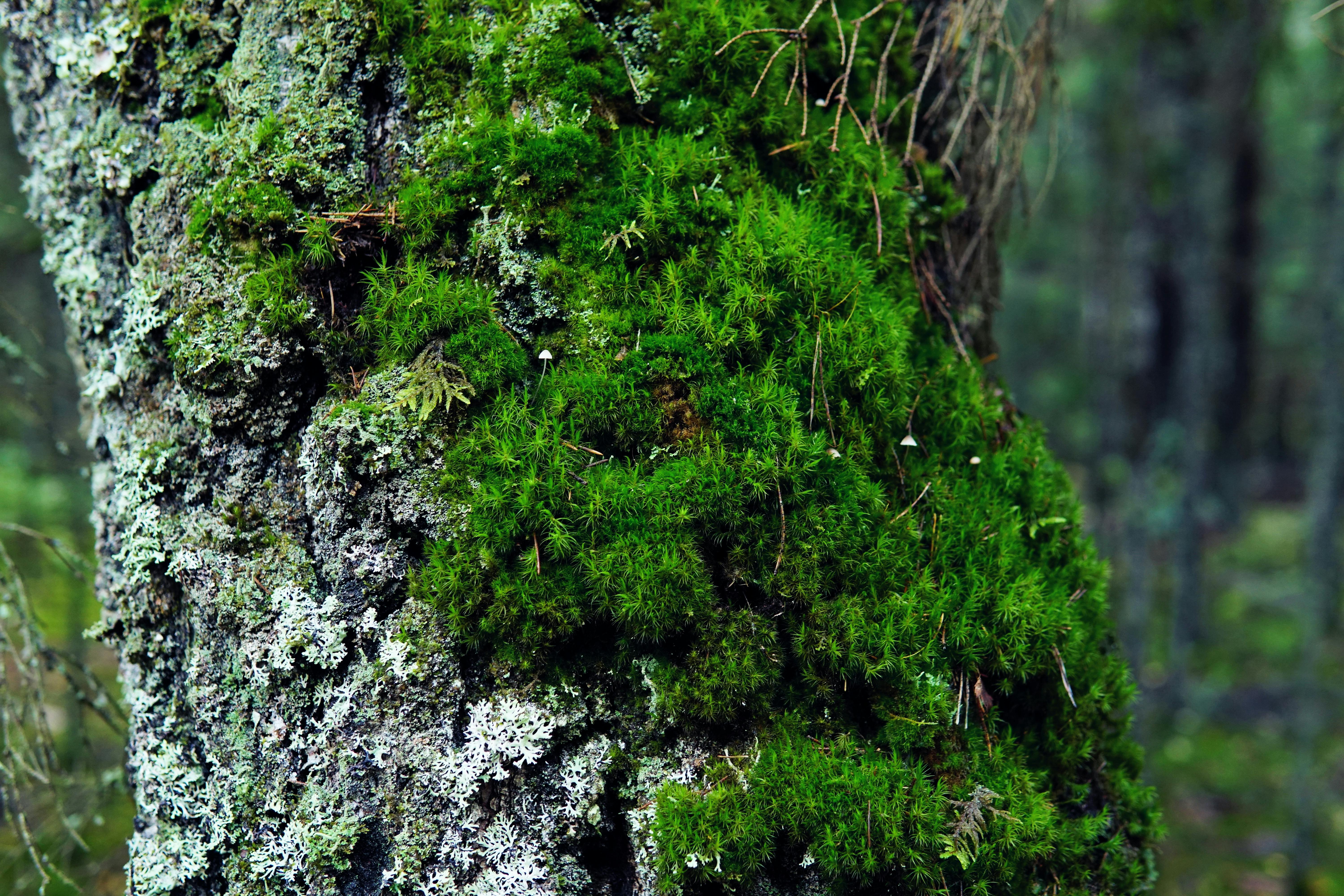 Close-up Photo of Usnea Barbata on Tree Trunk · Free Stock Photo
