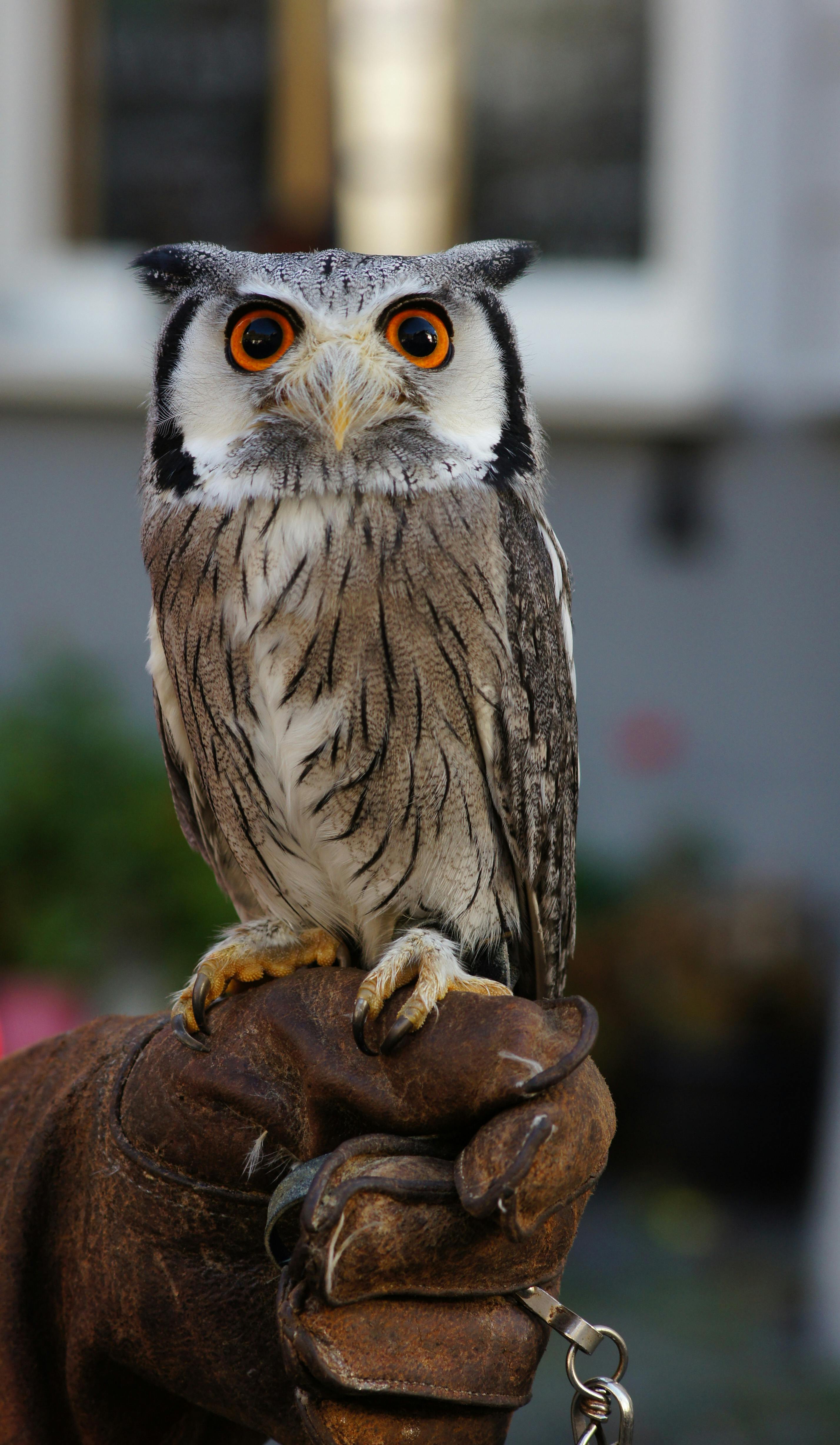 Owl Sitting on Persons Hand · Free Stock Photo