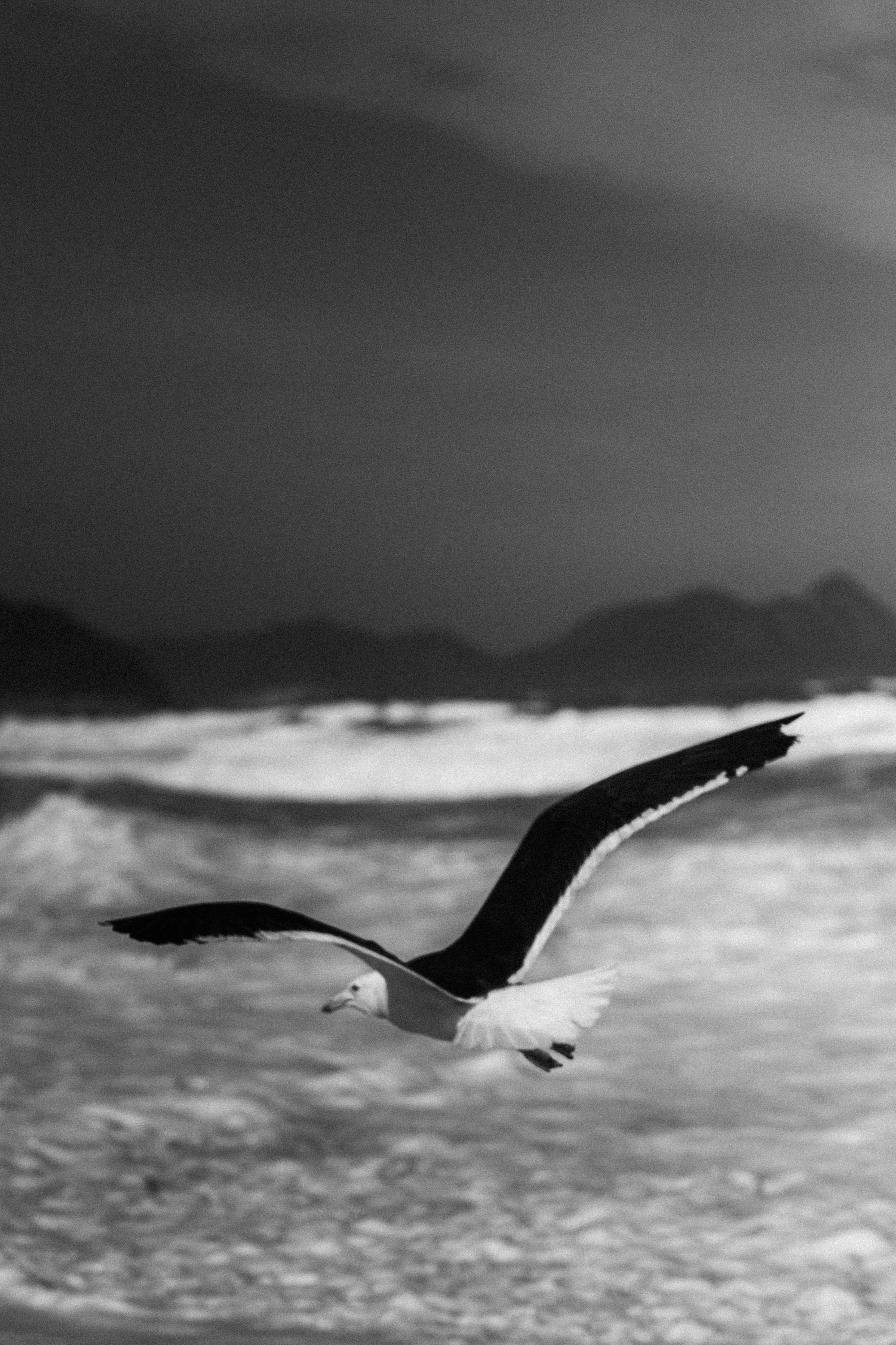 Grayscale Photo of a Rooster · Free Stock Photo