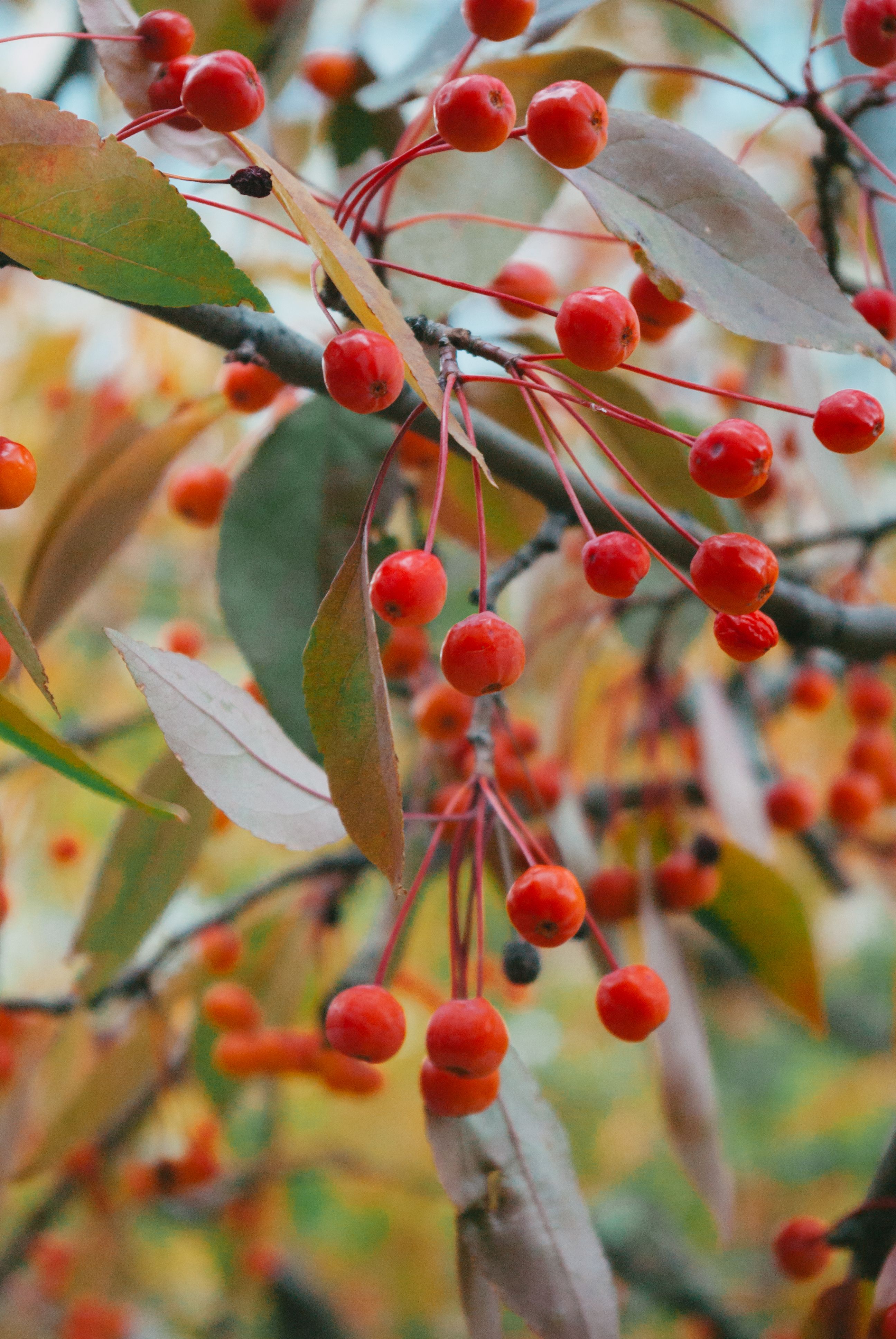 Close-up Photo of Red Round Fruits · Free Stock Photo