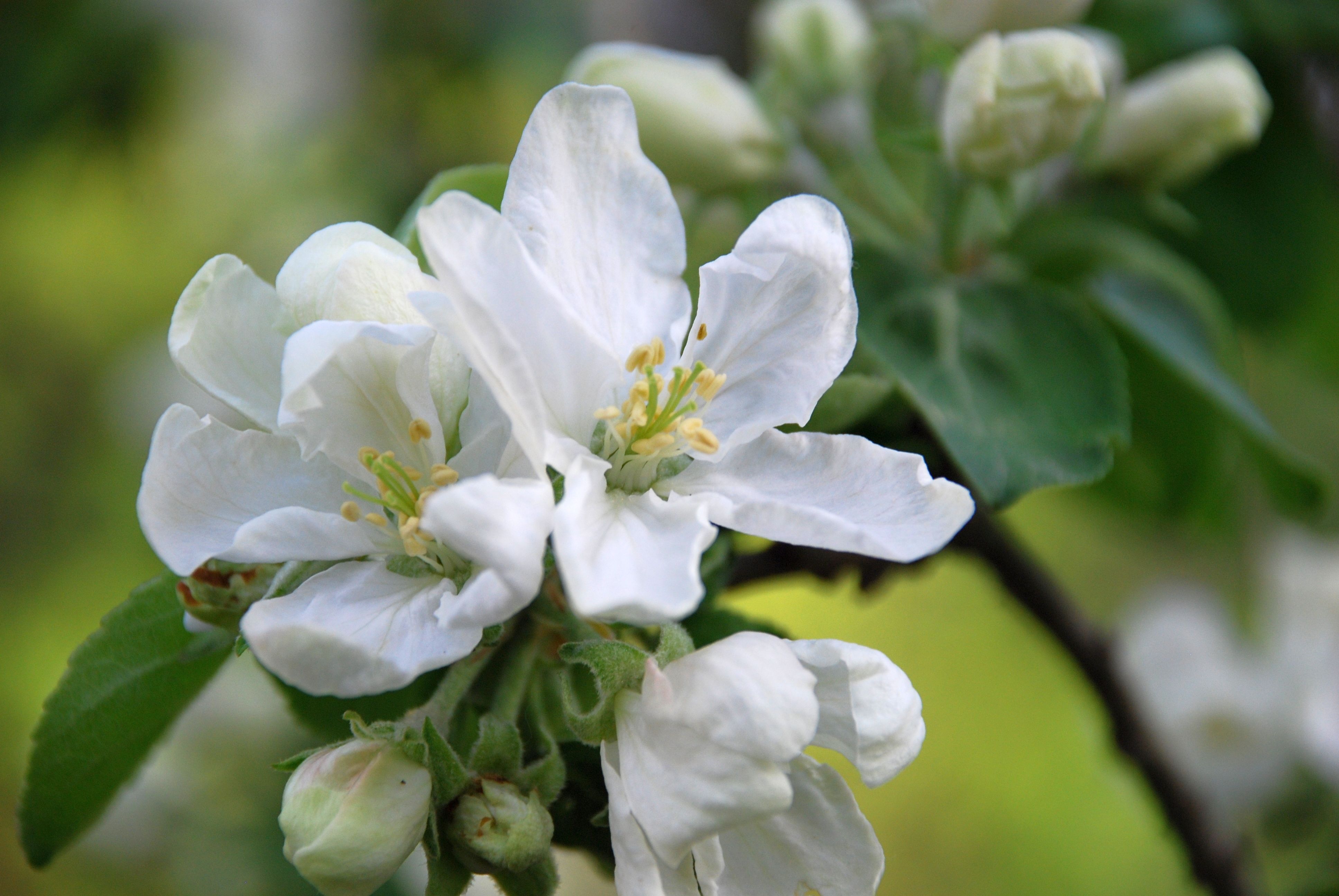 White Petal Flower · Free Stock Photo