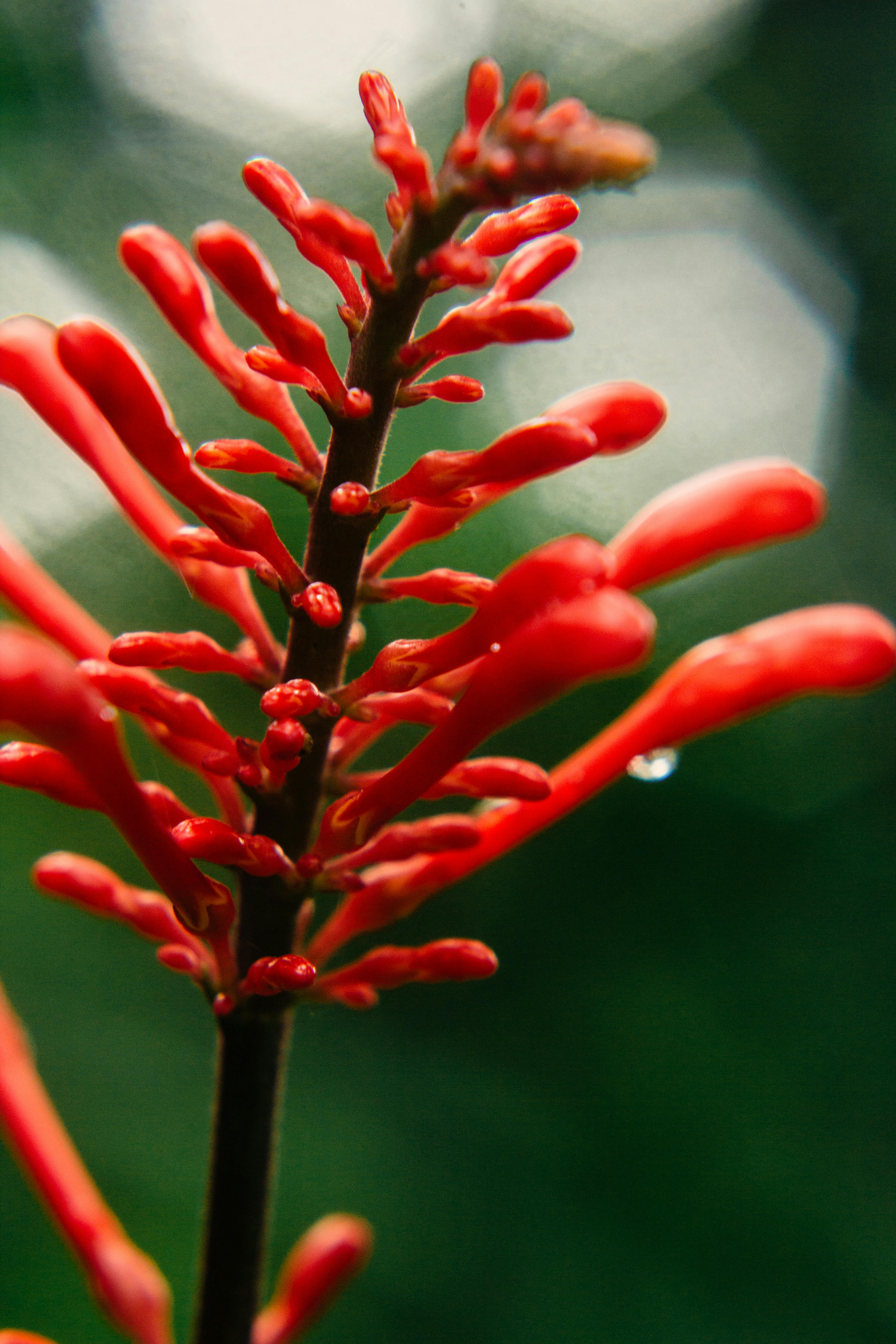 Red Flowering Creeper Plant Photos, Download The BEST Free Red ...