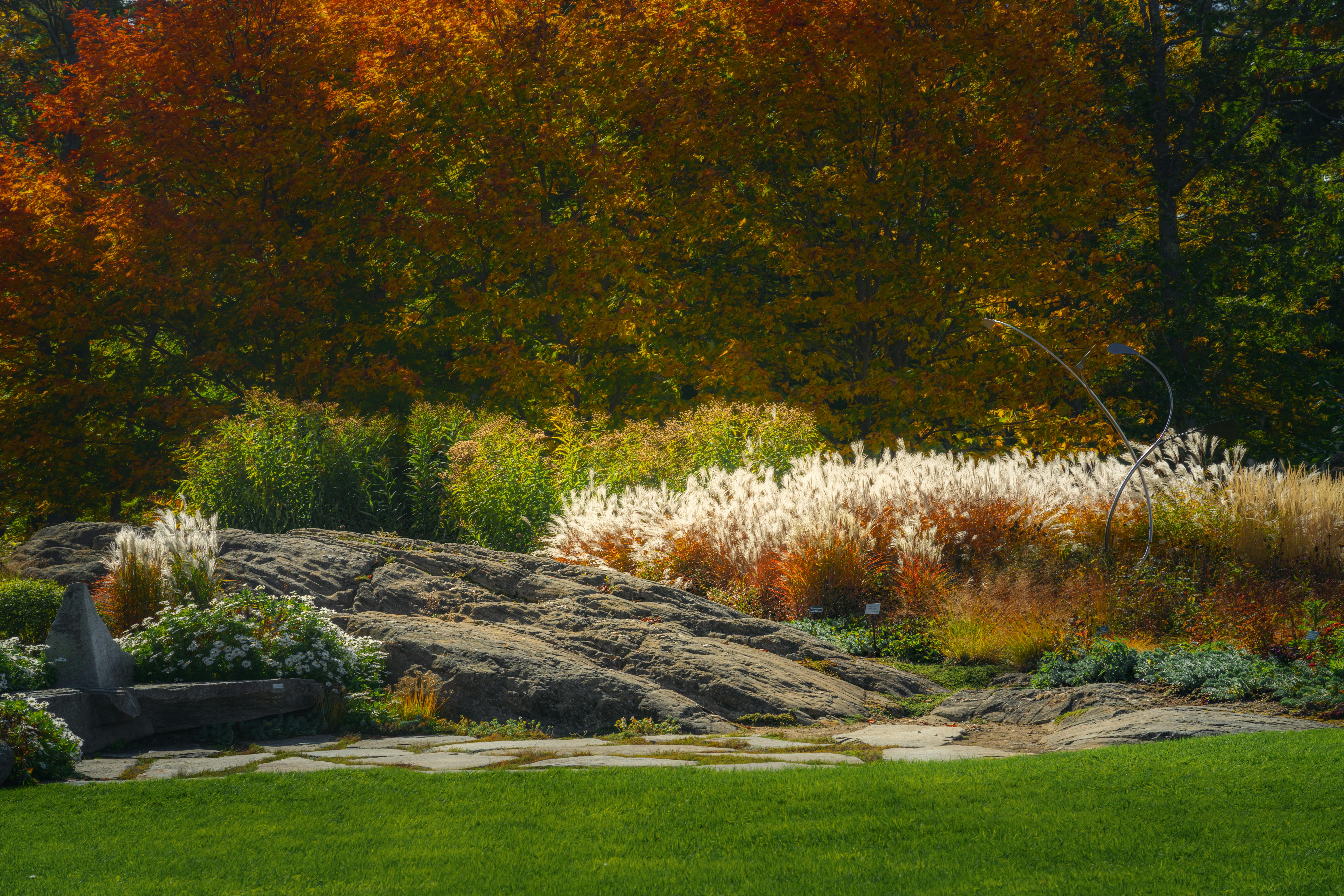 Bushes and Grass near Trees · Free Stock Photo