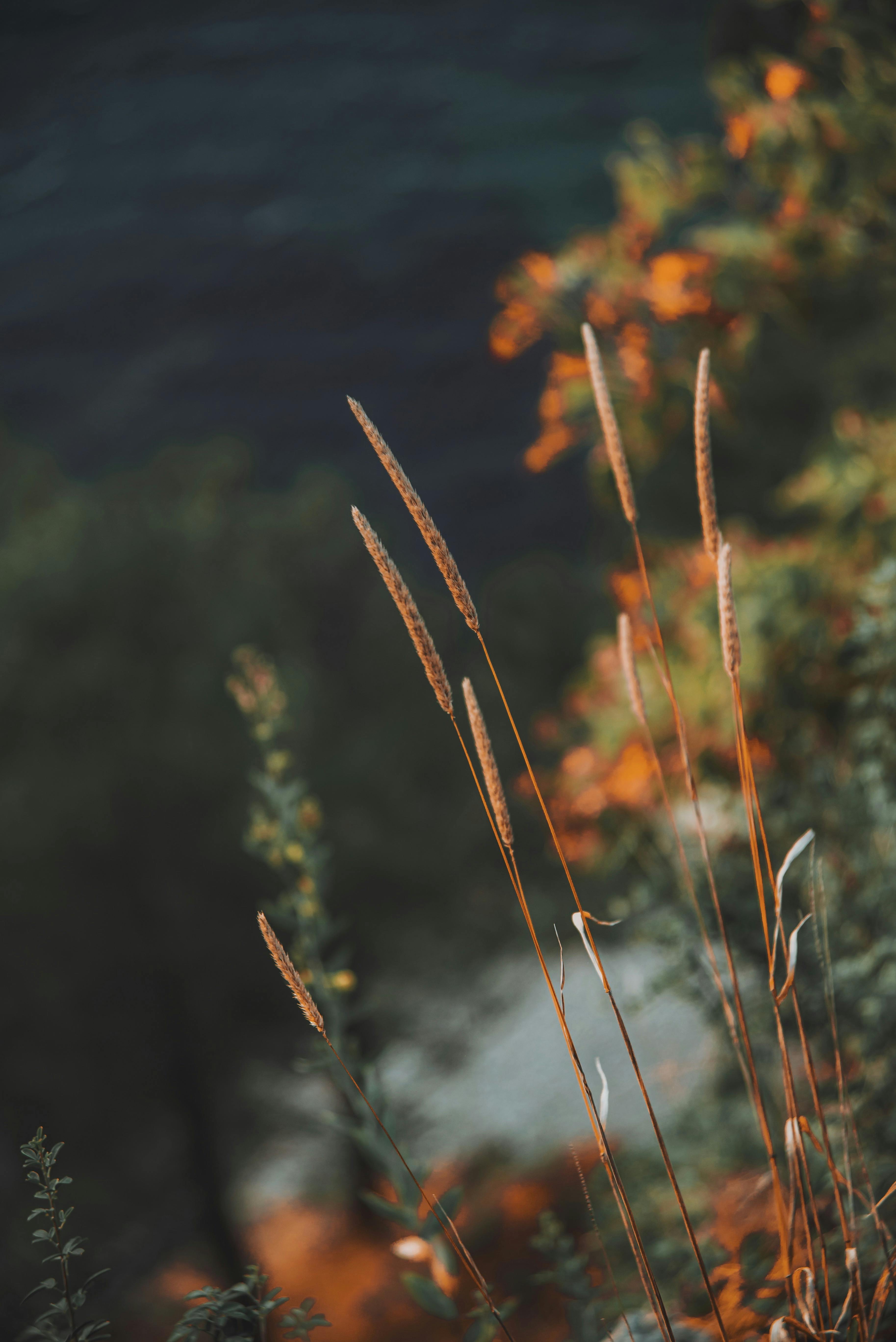 Close up on Single High Grasses with Tree behind · Free Stock Photo