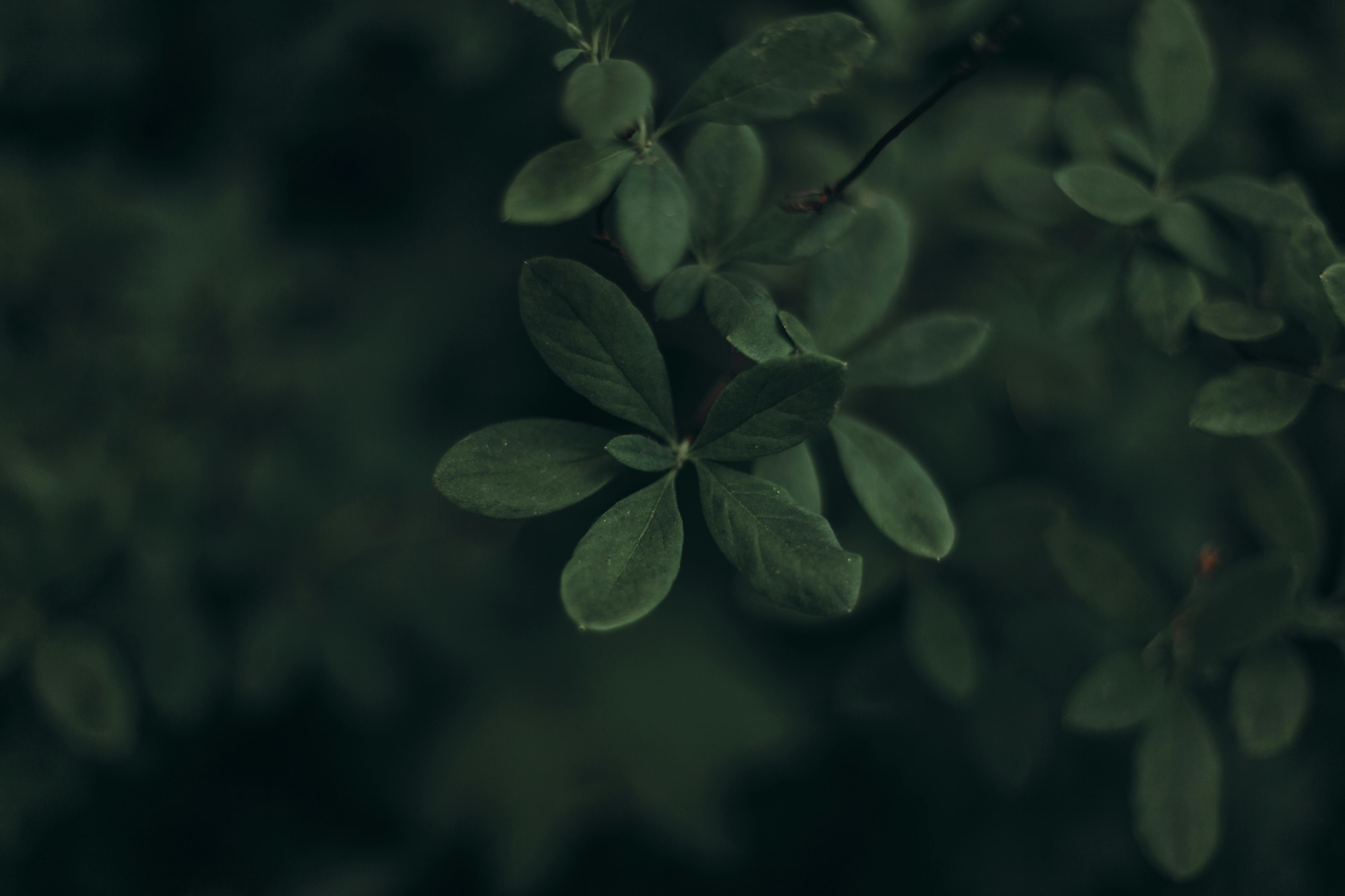 100,000+ Best Greenery Background Photos · 100% Free Download · Pexels ...