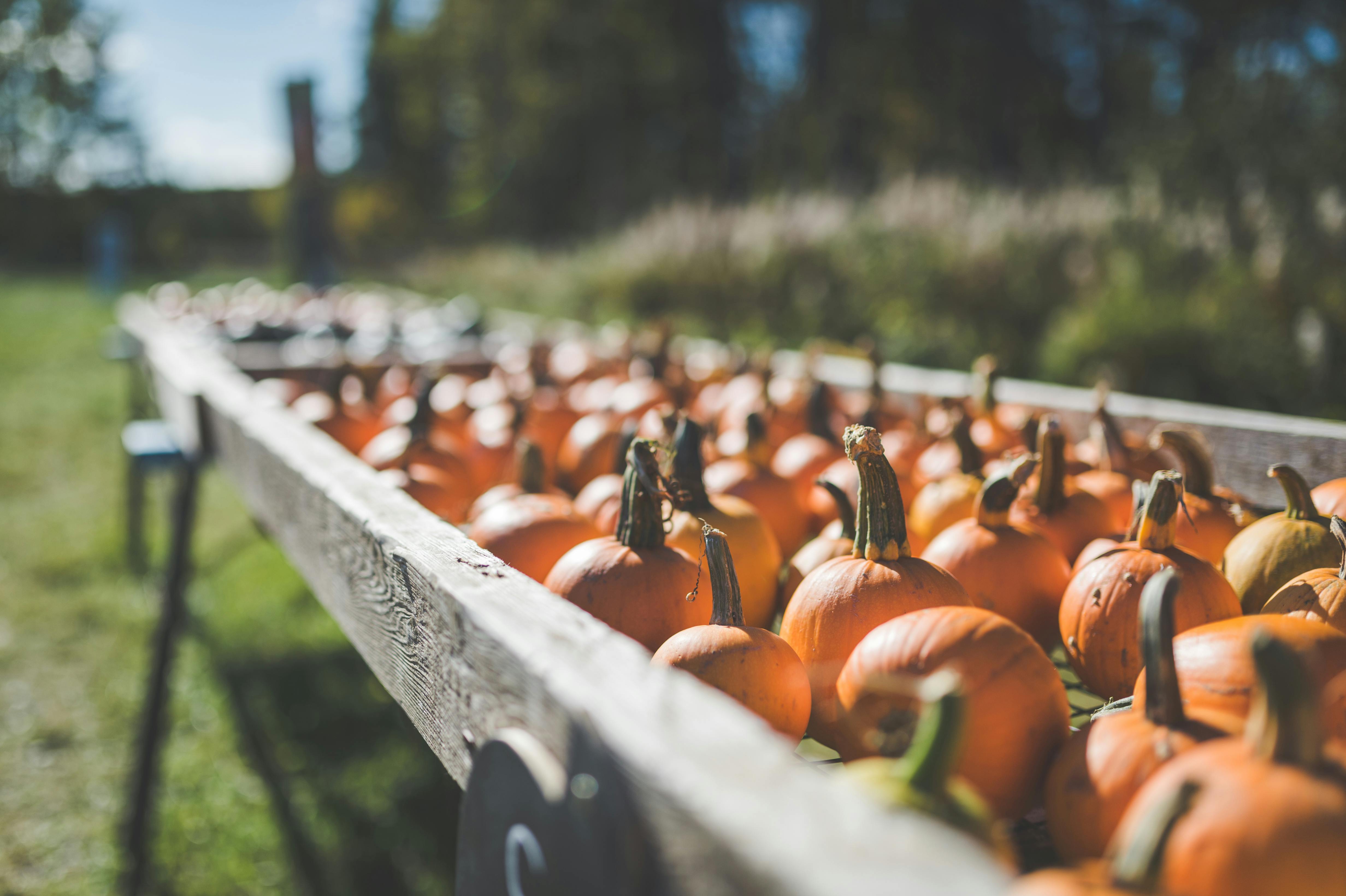Close-Up Photography of A Pumpkin · Free Stock Photo