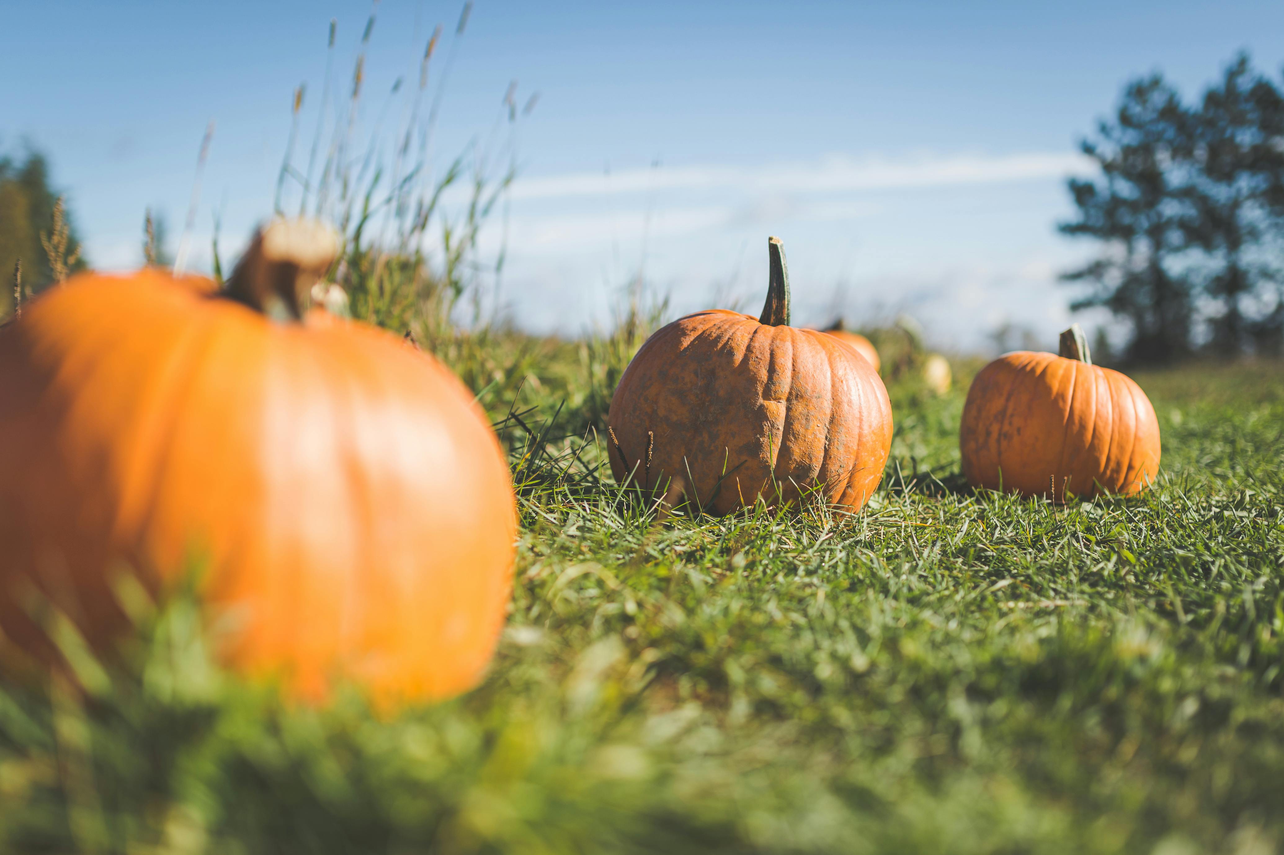Ground Vegetables Photos, Download Free Ground Vegetables Stock Photos ...