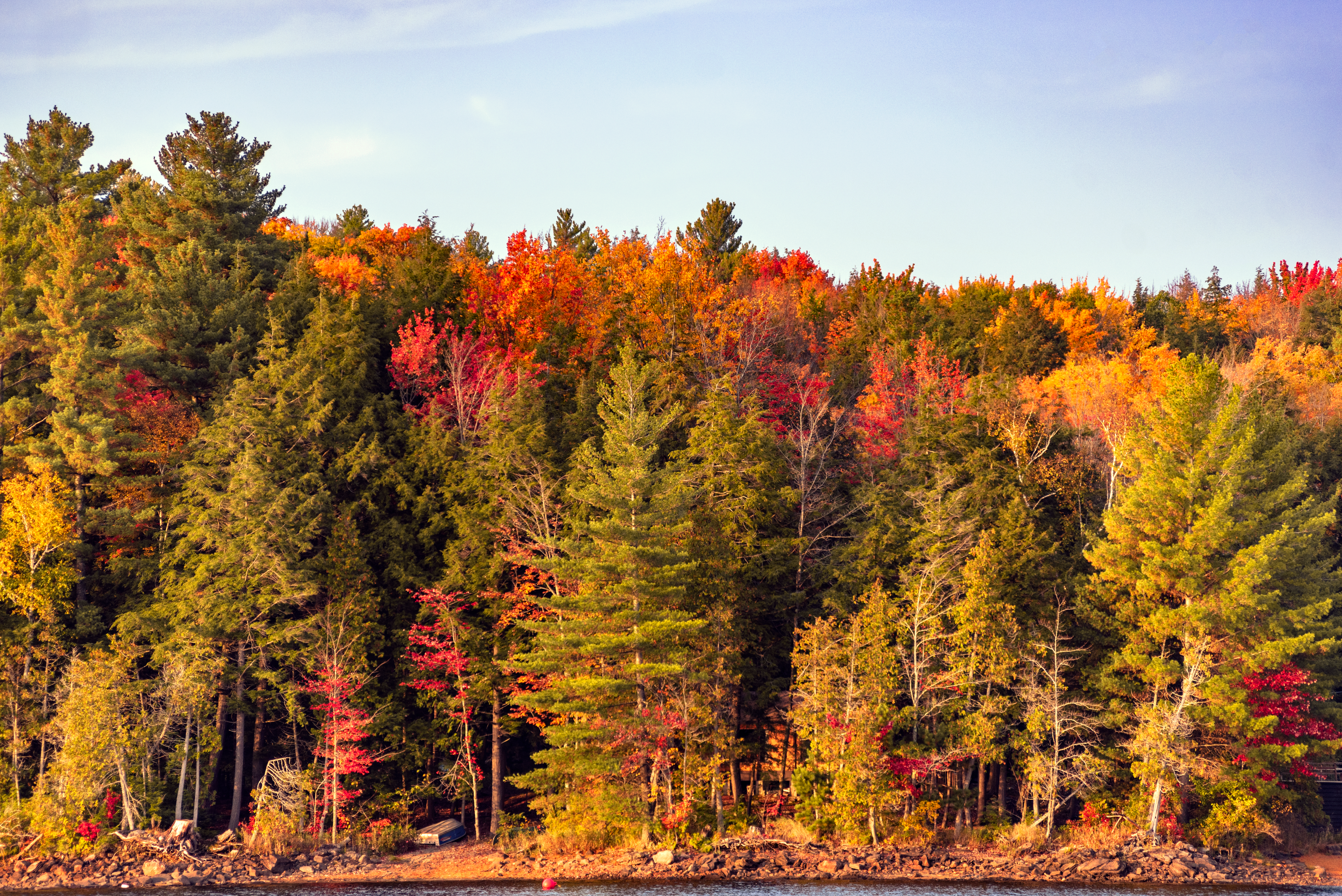 Photograph of Trees in a Forest During Autumn · Free Stock Photo