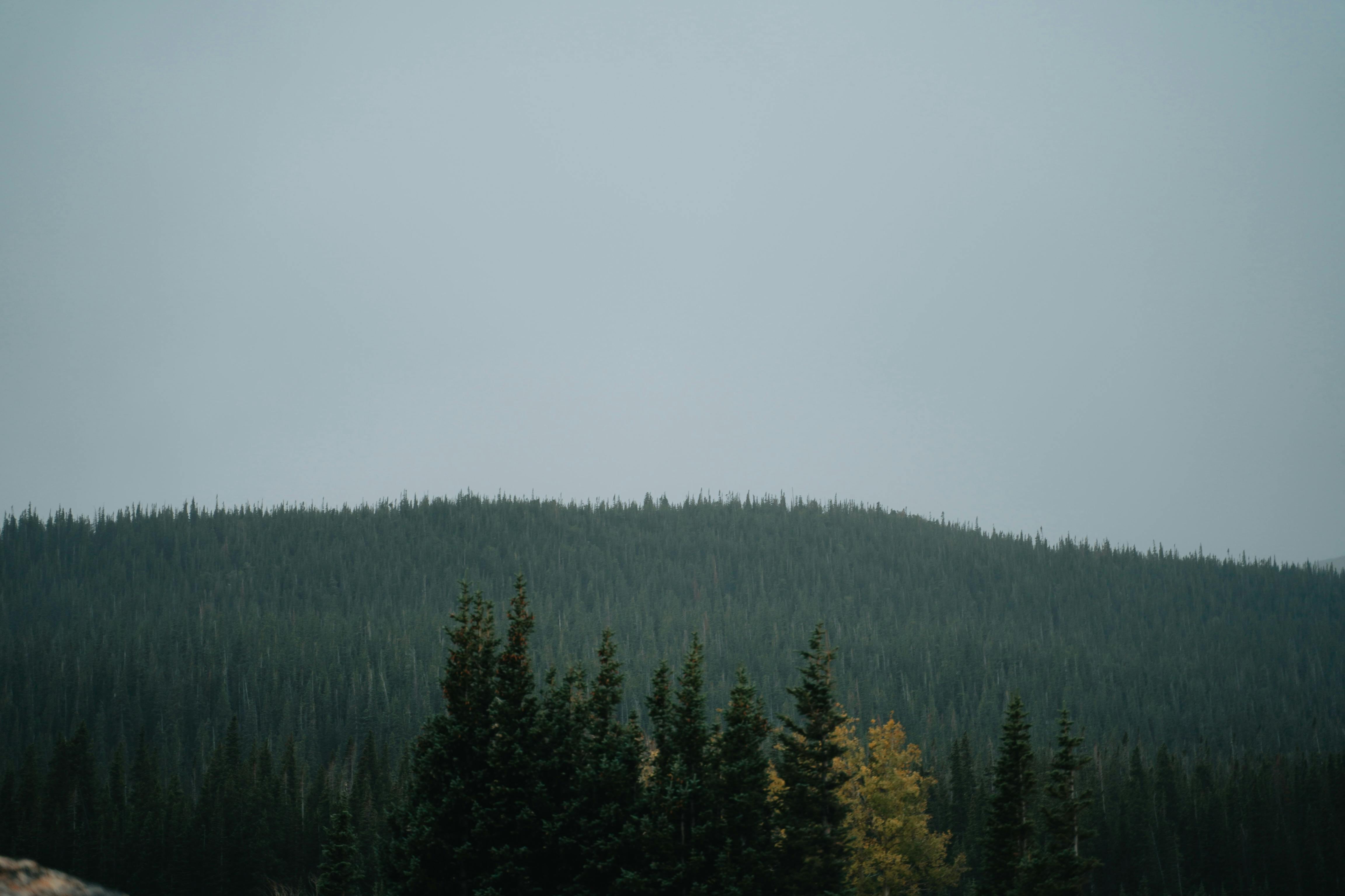 Fog over Forest in Autumn · Free Stock Photo