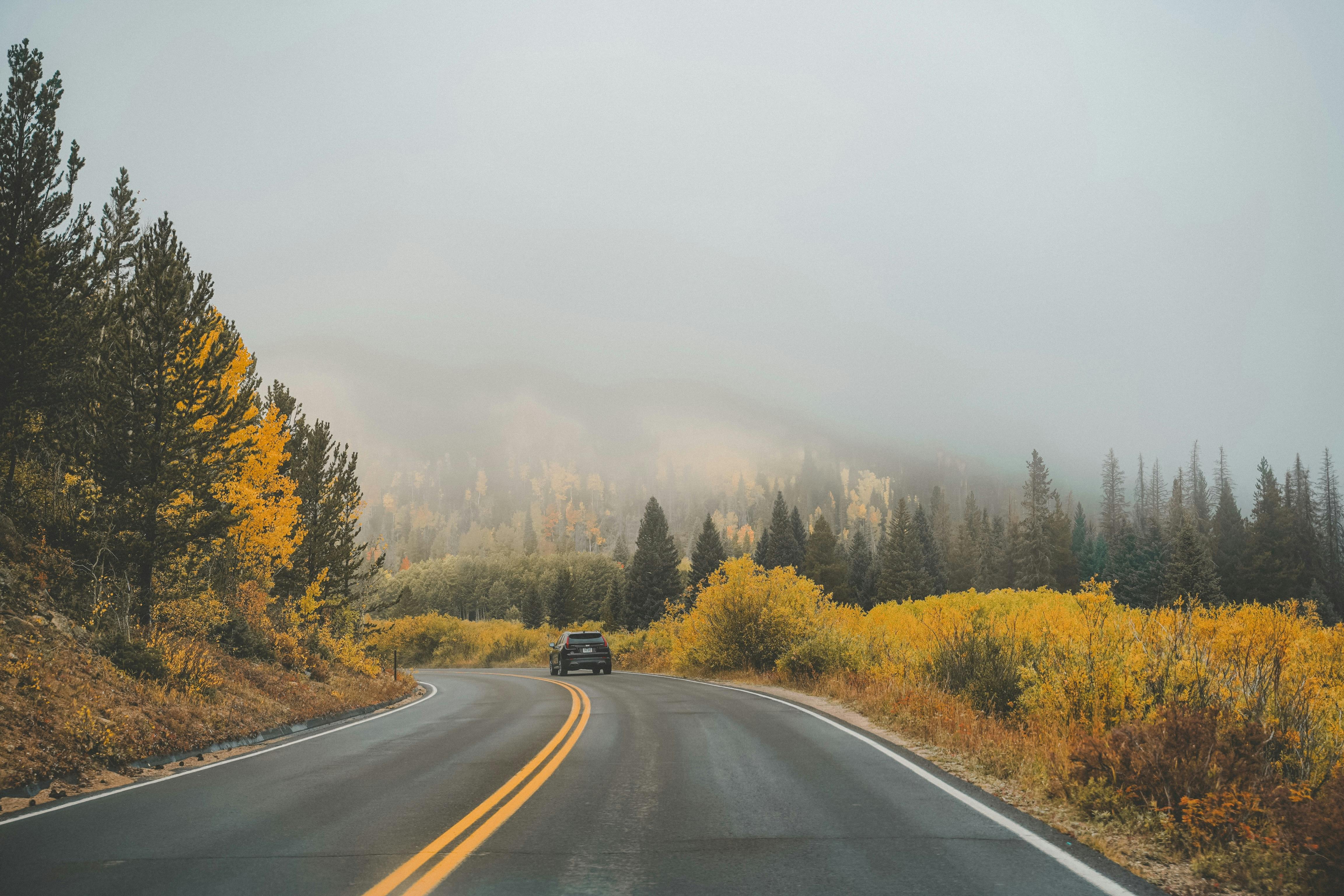Overcast and Fog over Road through Forests · Free Stock Photo
