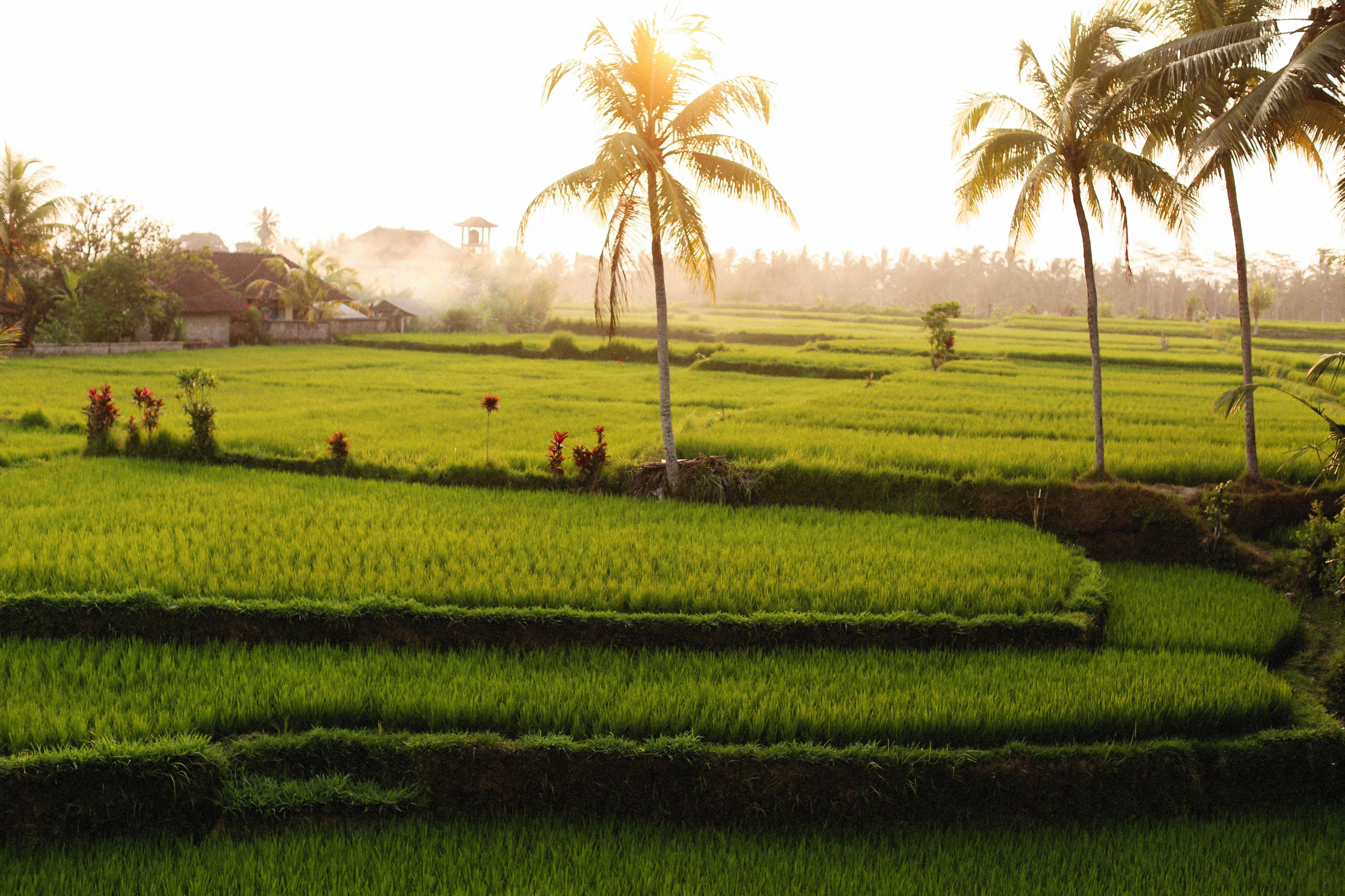 Bali Rice Fields