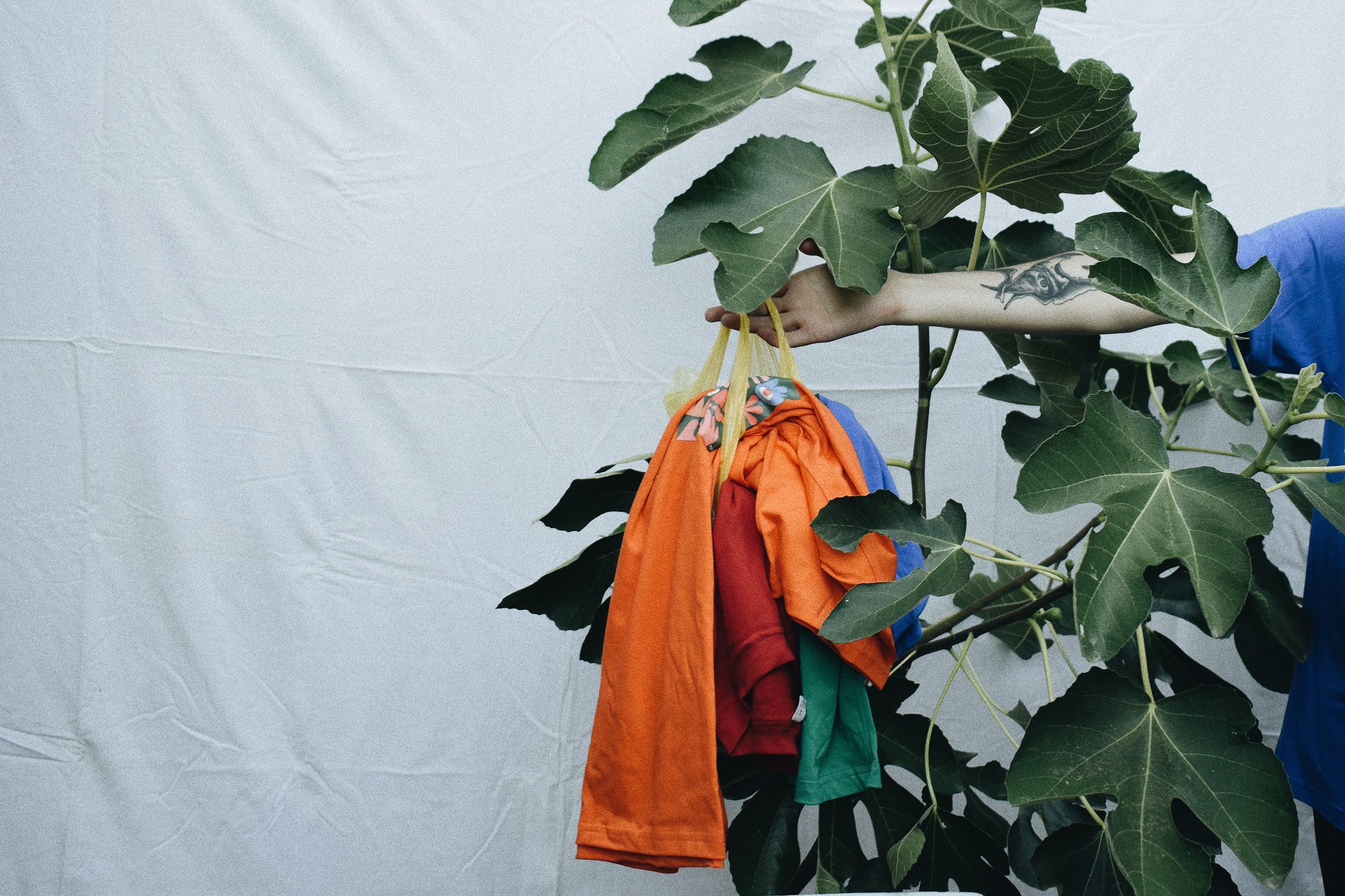 Garments held by a Person beside a Plant · Free Stock Photo