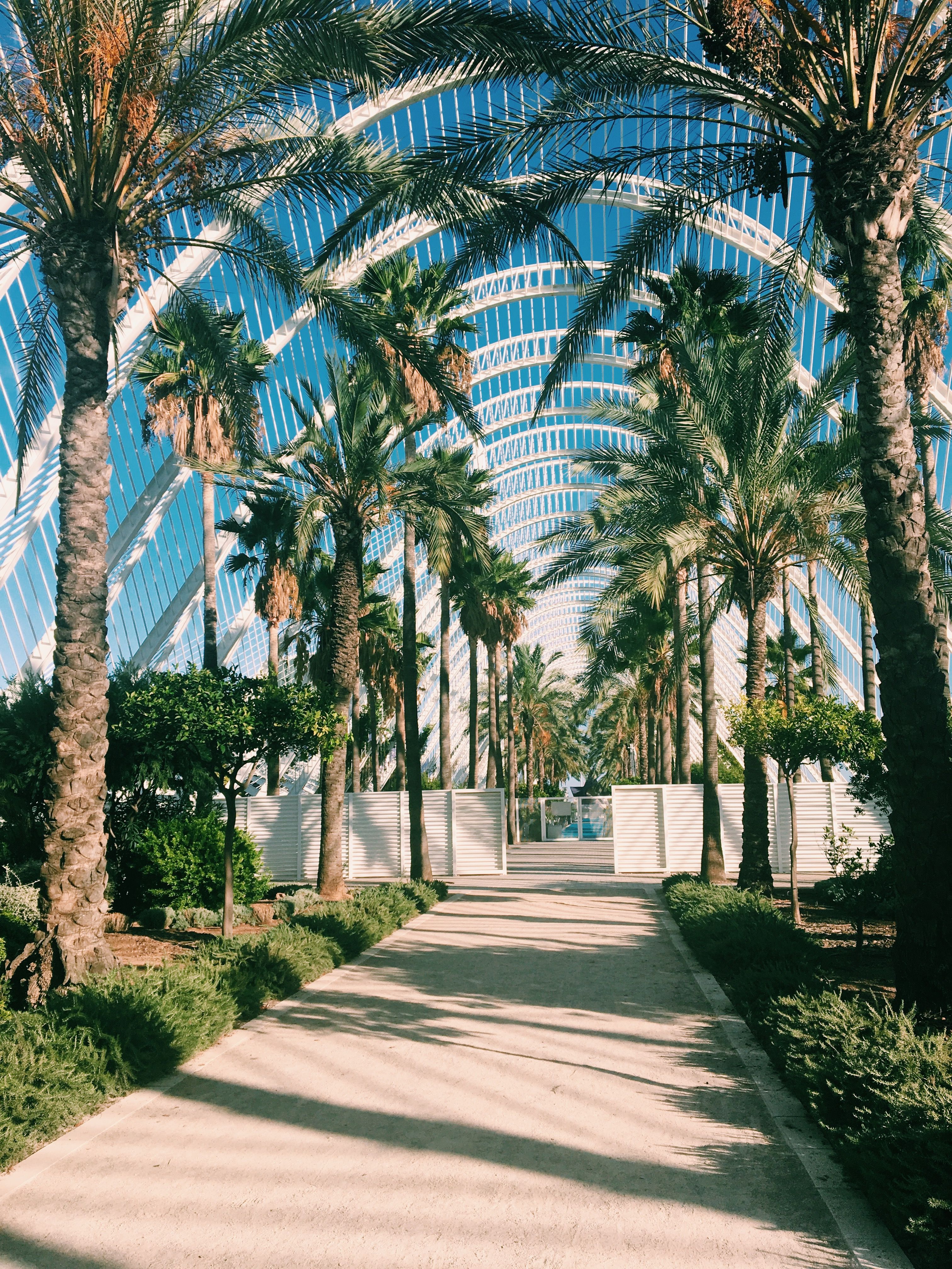 Palm Trees over Sidewalk · Free Stock Photo