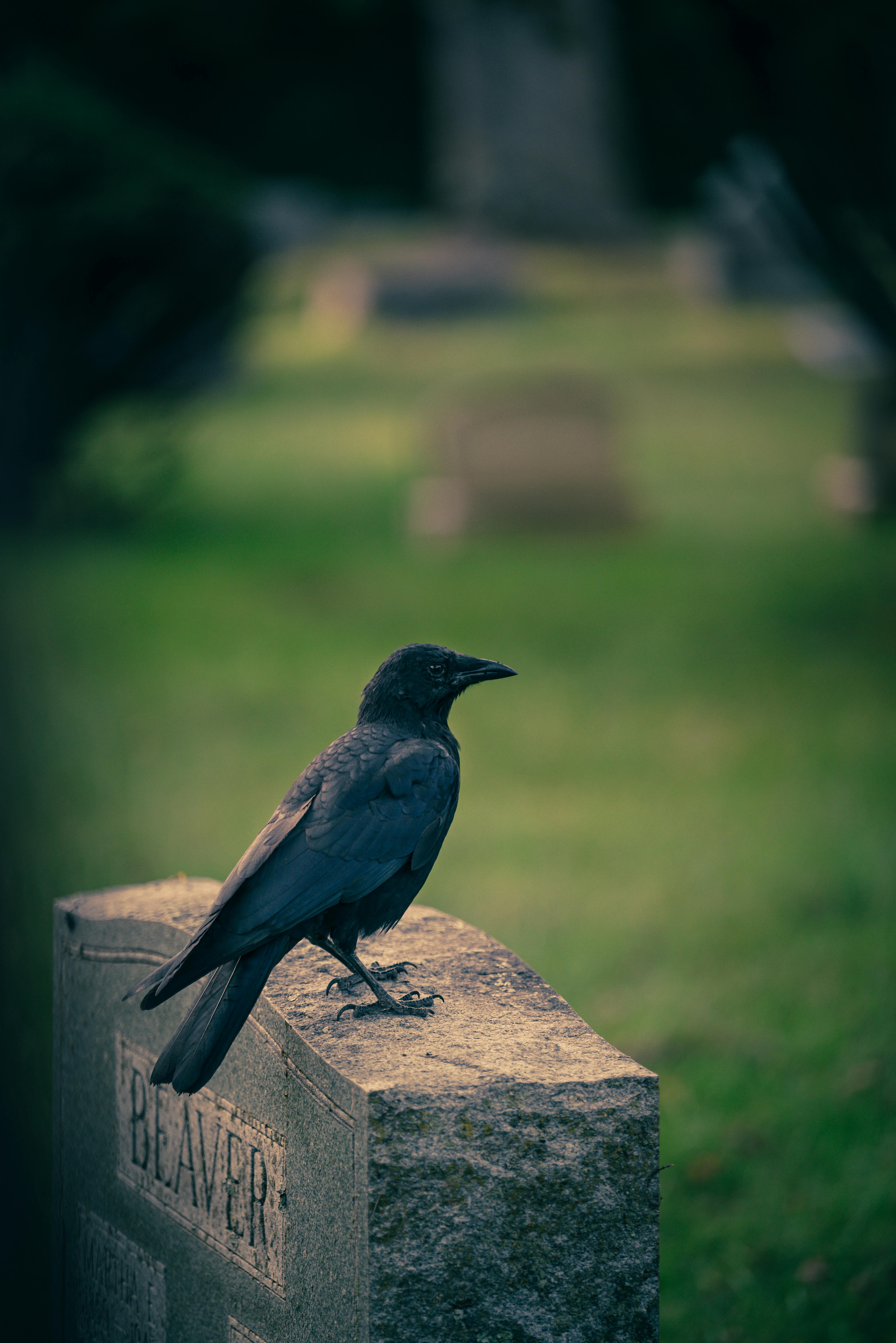Crow On A Tombstone Photos, Download The BEST Free Crow On A Tombstone ...