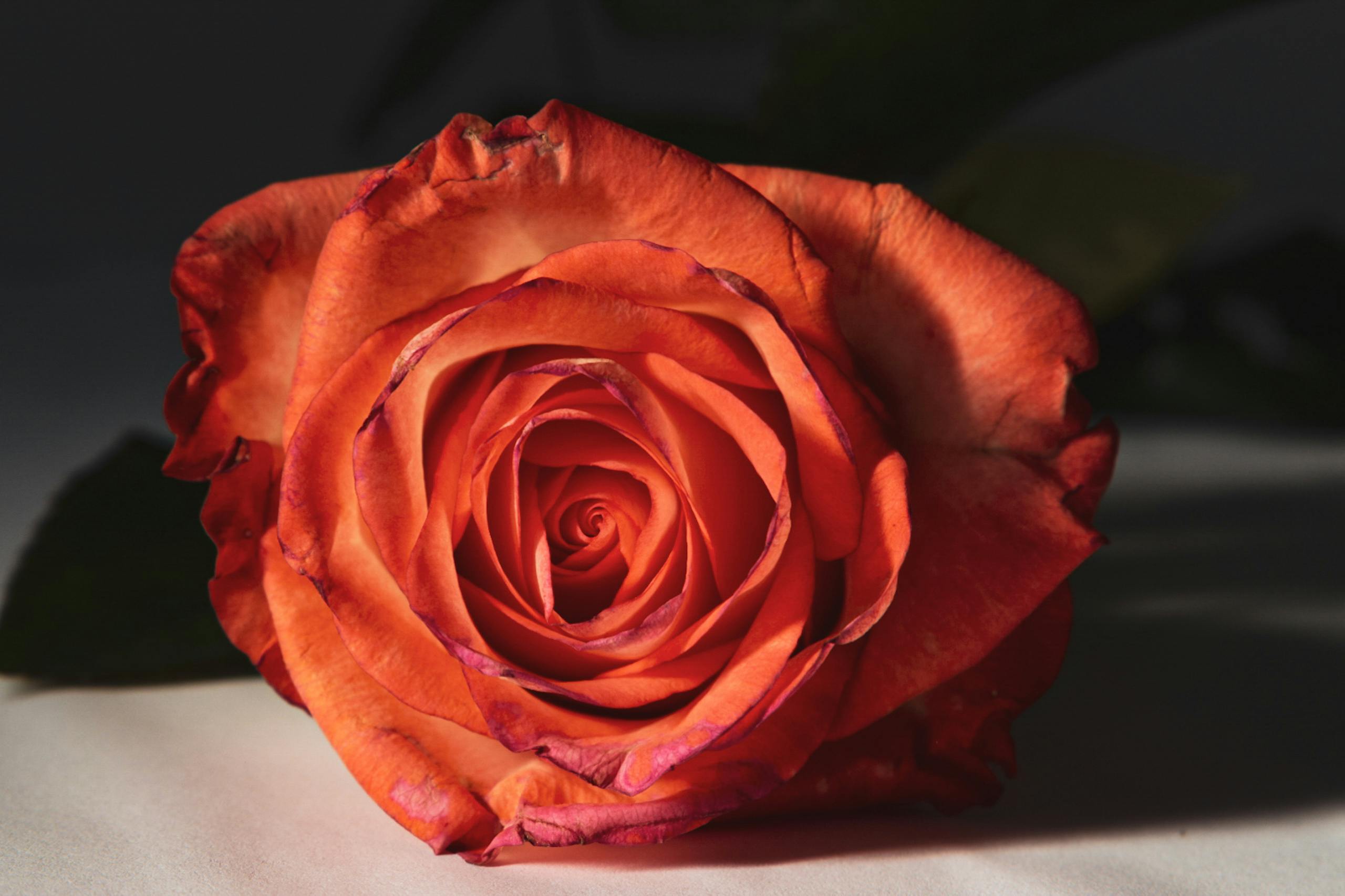 Close-up Photo of Blooming Rose · Free Stock Photo