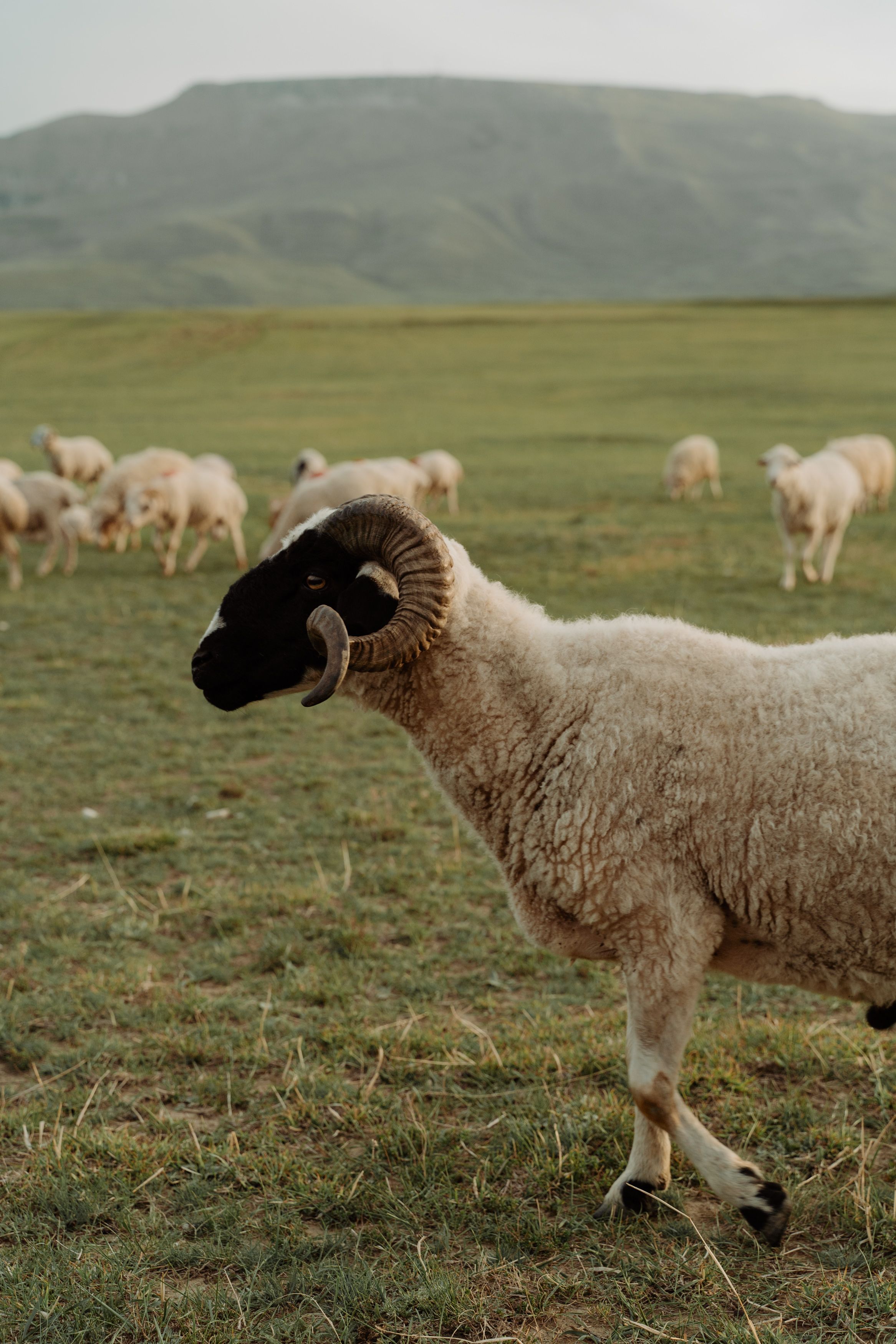 People Watching Sheep by Feeder · Free Stock Photo
