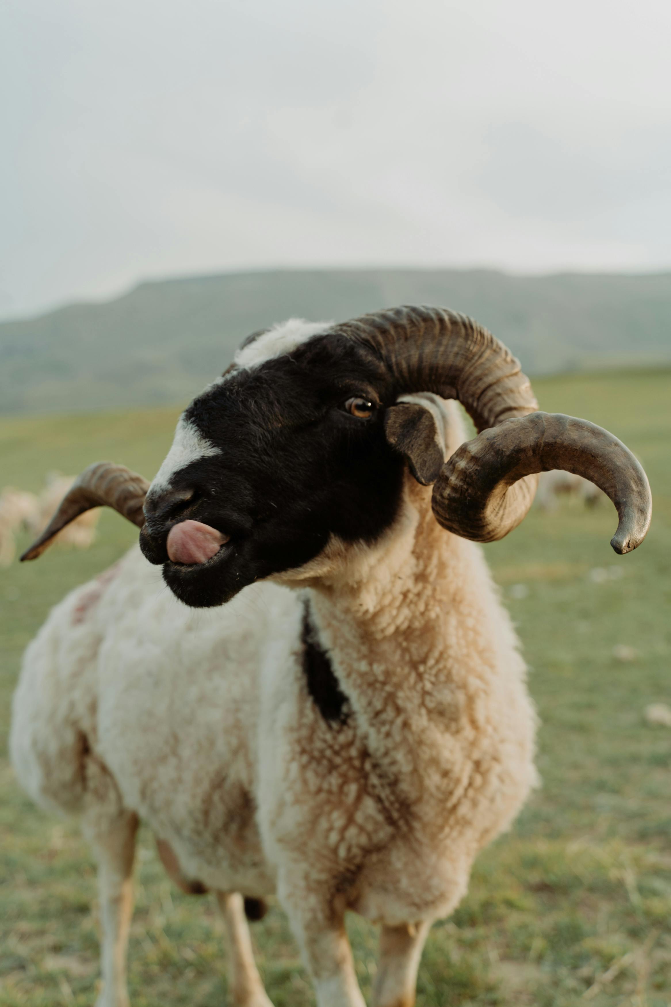 Jacob Sheep 6 Horns Photos, Download The BEST Free Jacob Sheep 6 Horns ...