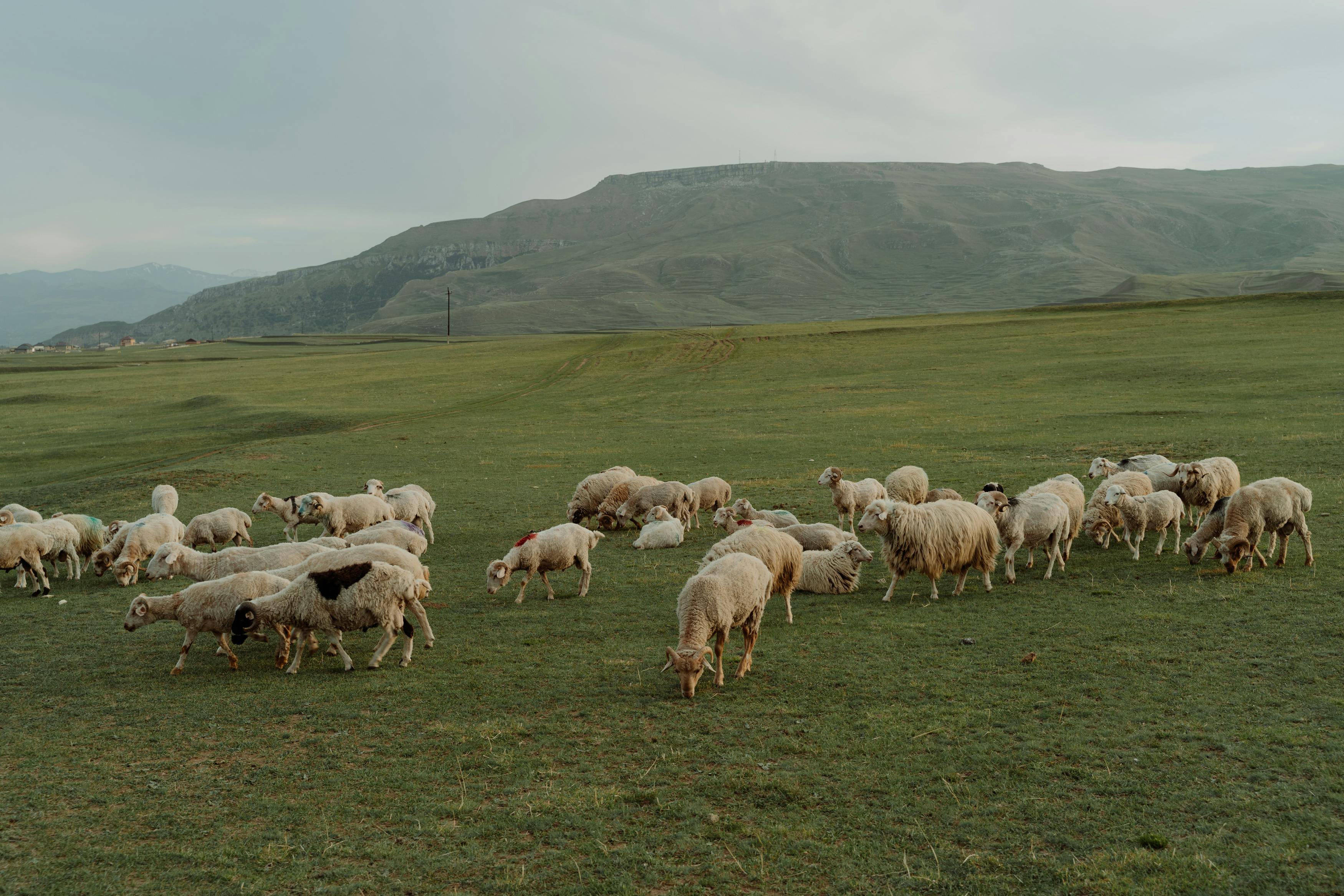 Flock of sheep pasturing against mountain · Free Stock Photo