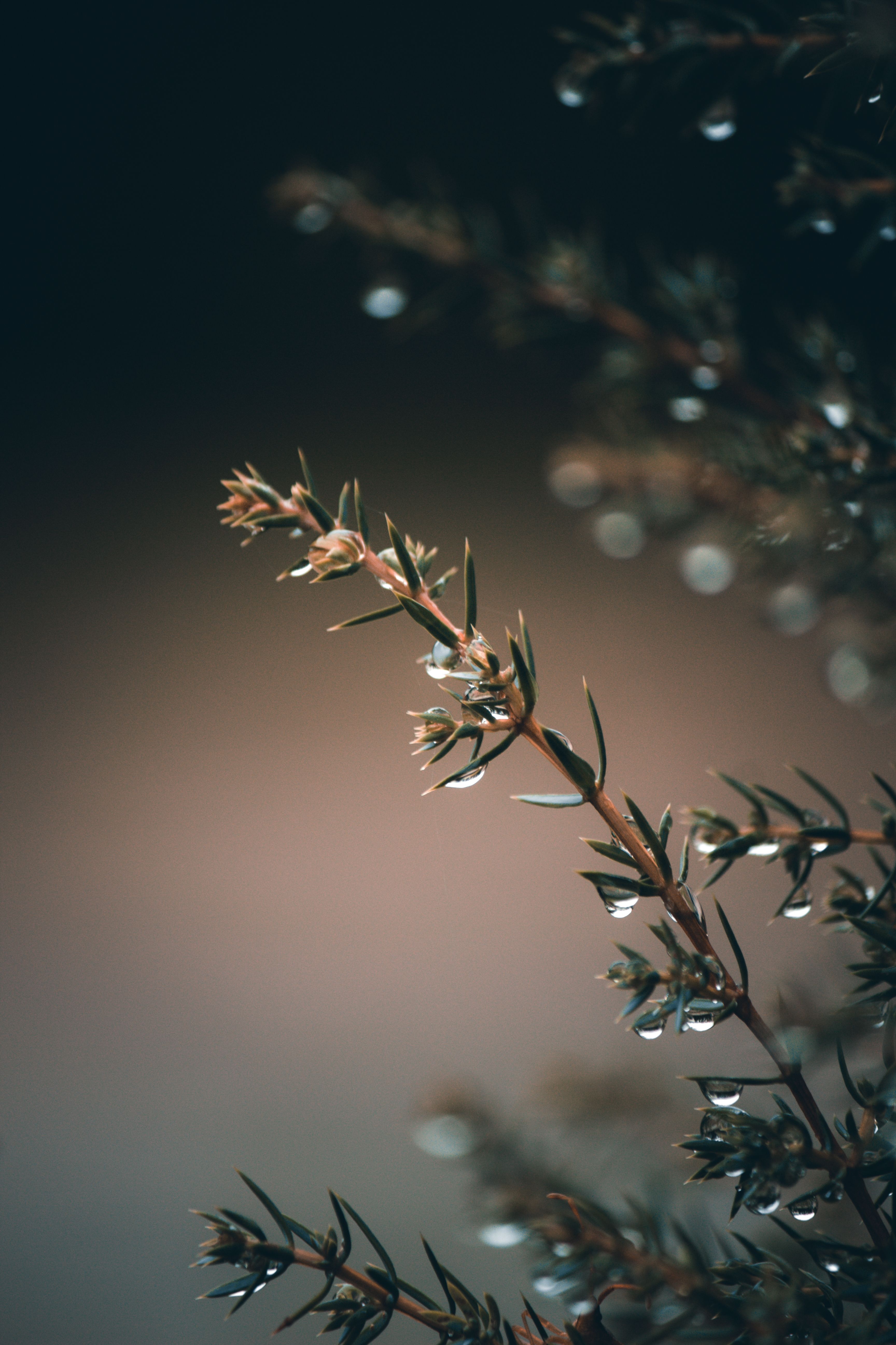 Close Up Photo of Rain Drops · Free Stock Photo