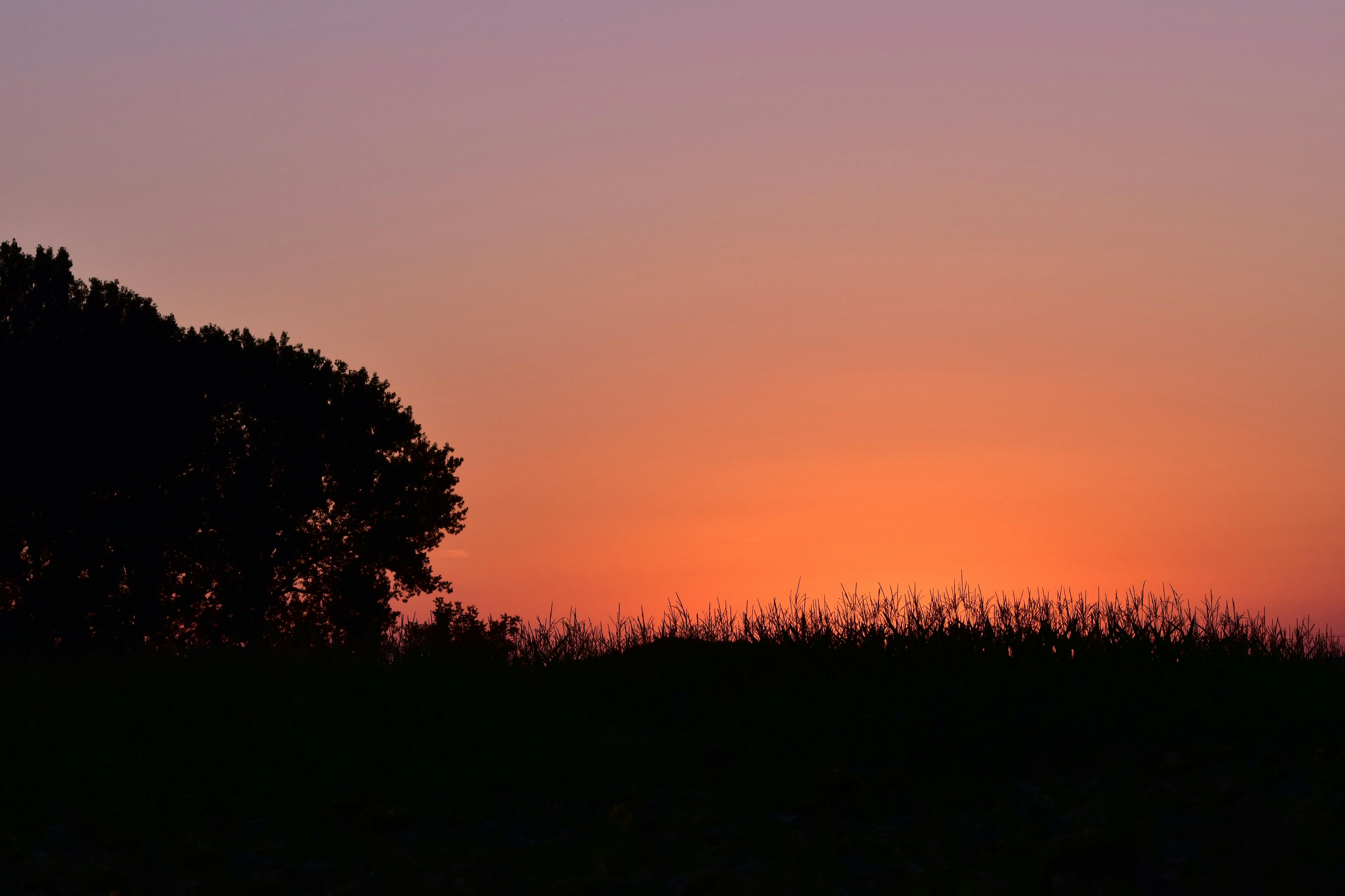 Silhouettes of Oalm Trees by Sunset · Free Stock Photo