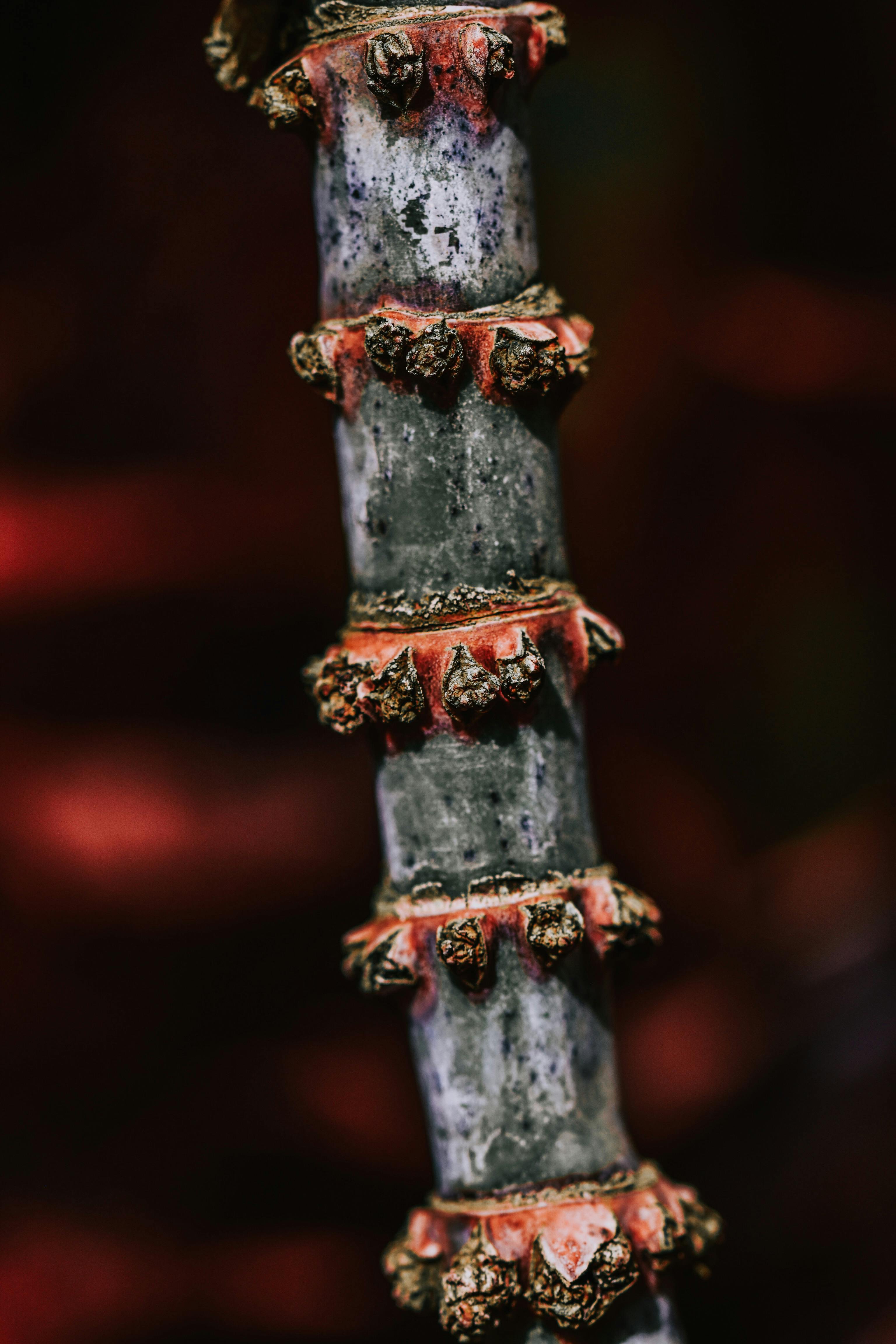 Close-up of a Plant Stem · Free Stock Photo
