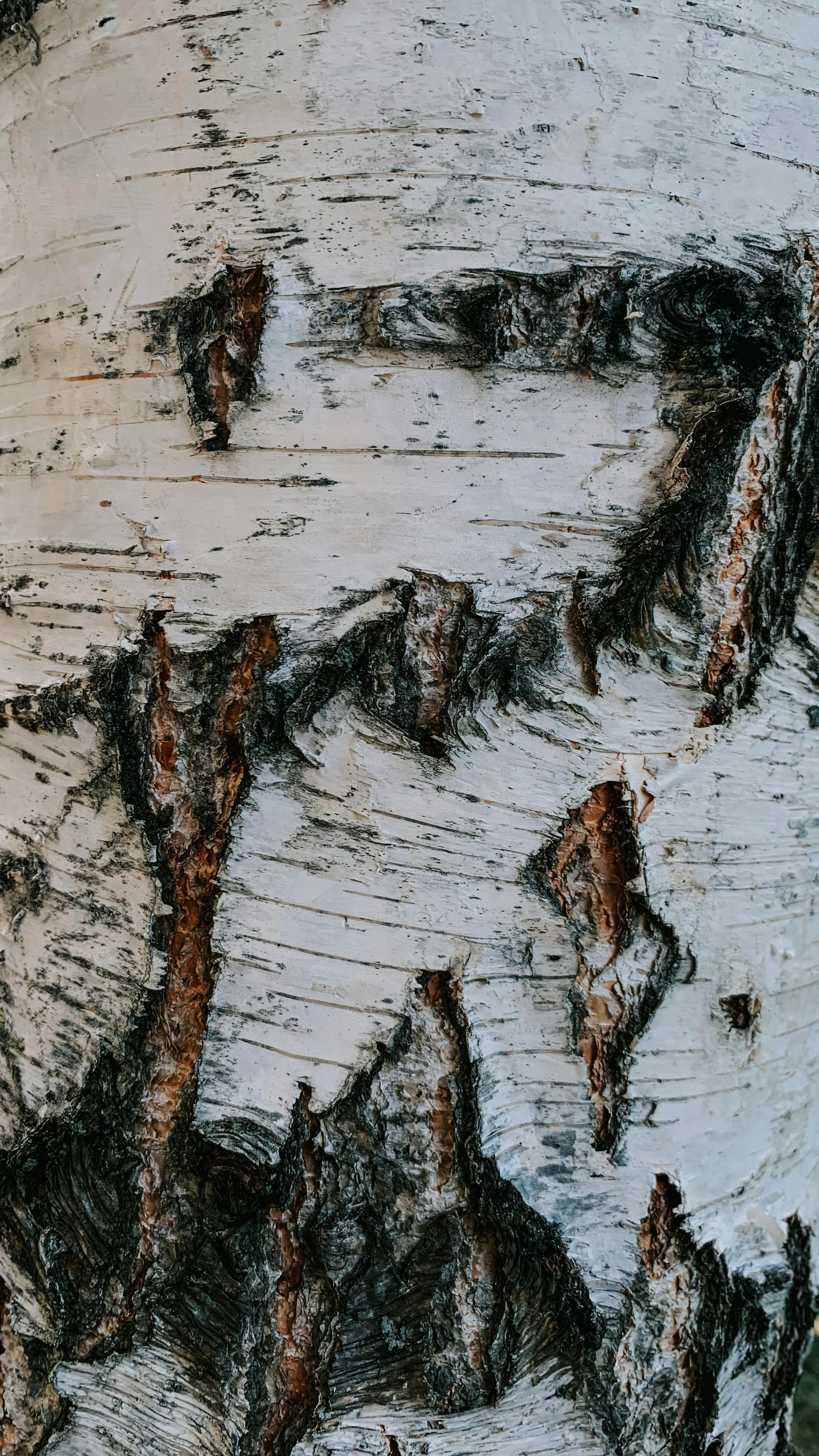 Close up of Birch Surface · Free Stock Photo