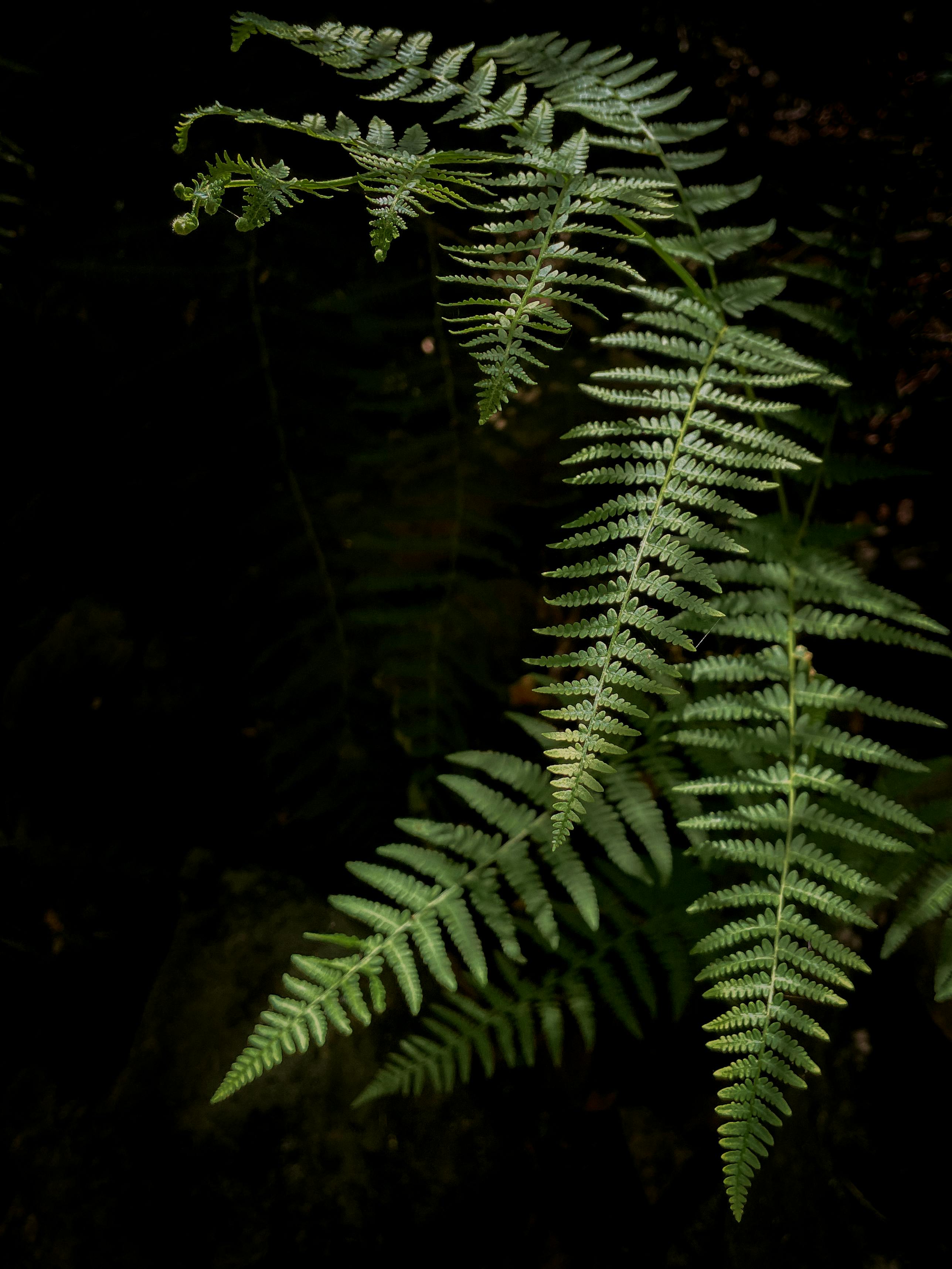 Overhead Shot of Fern Leaves · Free Stock Photo