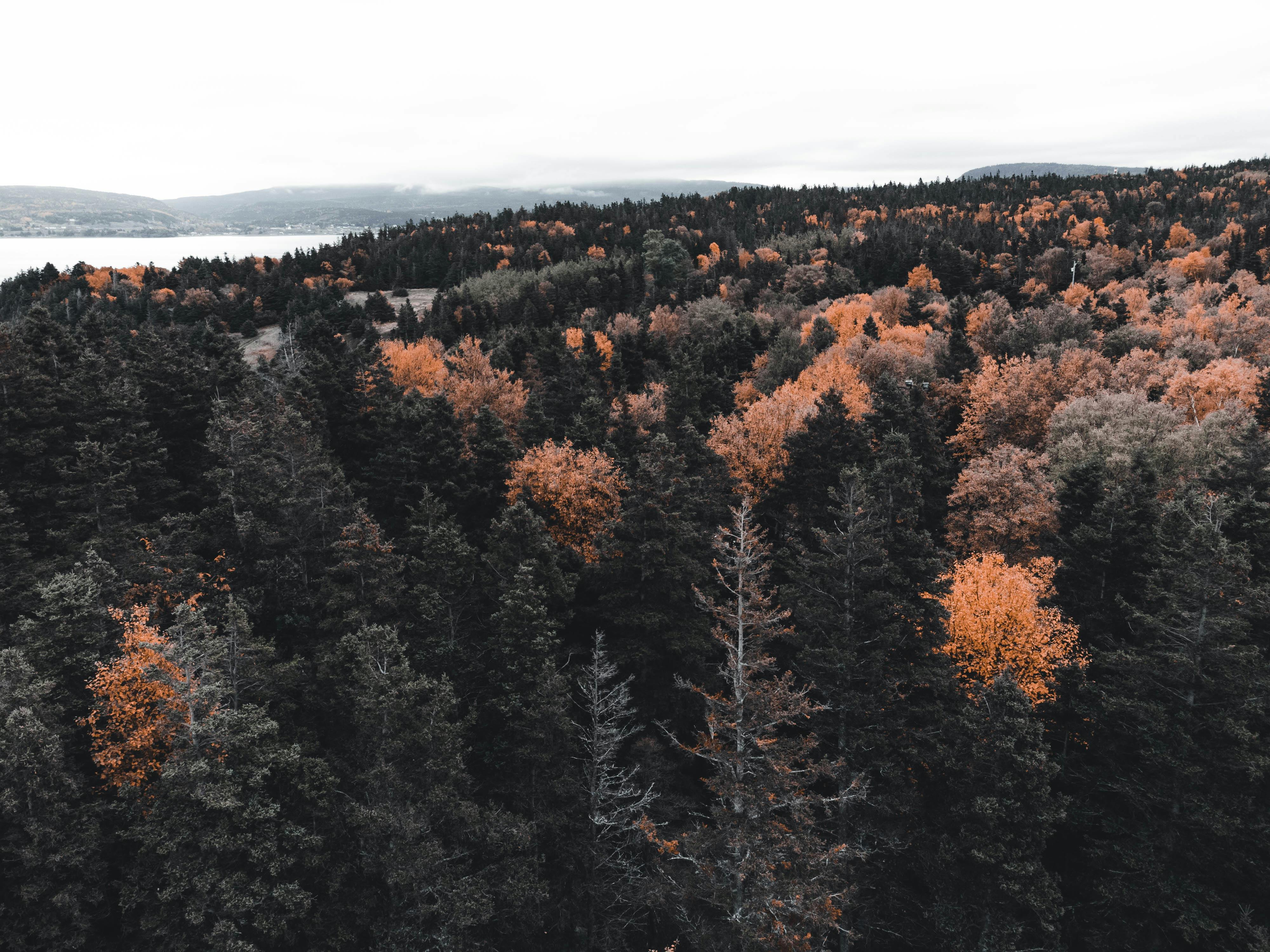 Aerial Shot of a Road In Between Trees During Autumn Season · Free ...