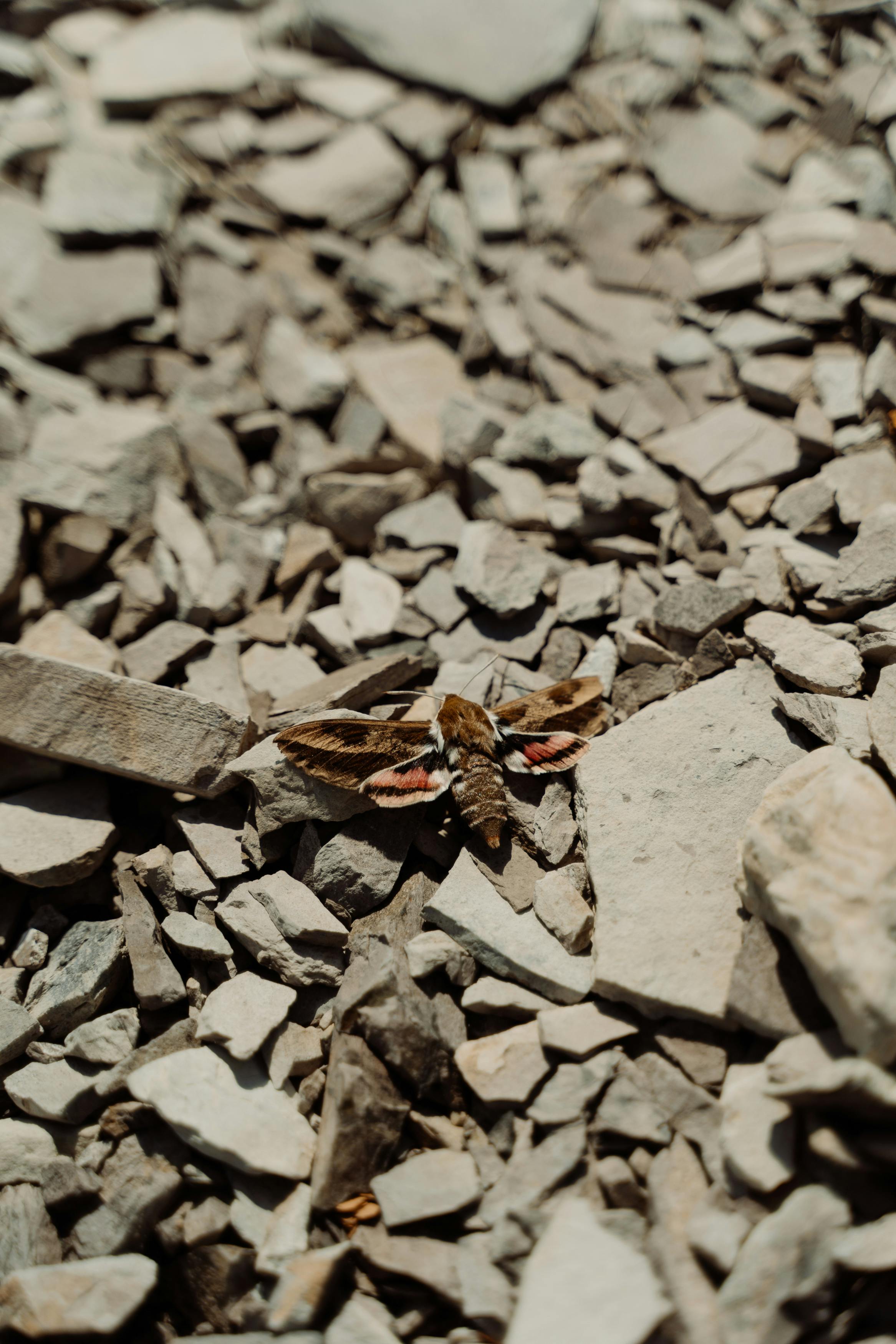 Moth on the Ground · Free Stock Photo