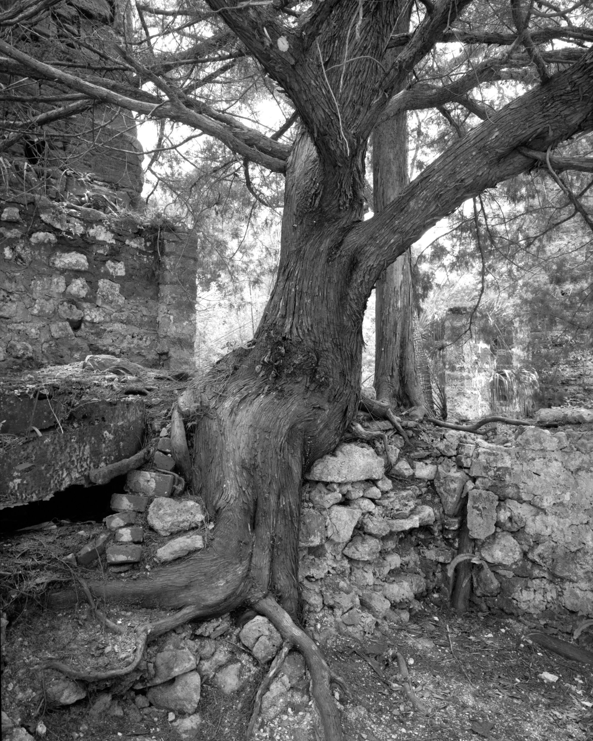 Tree Trunk Roots Photos, Download The BEST Free Tree Trunk Roots Stock ...