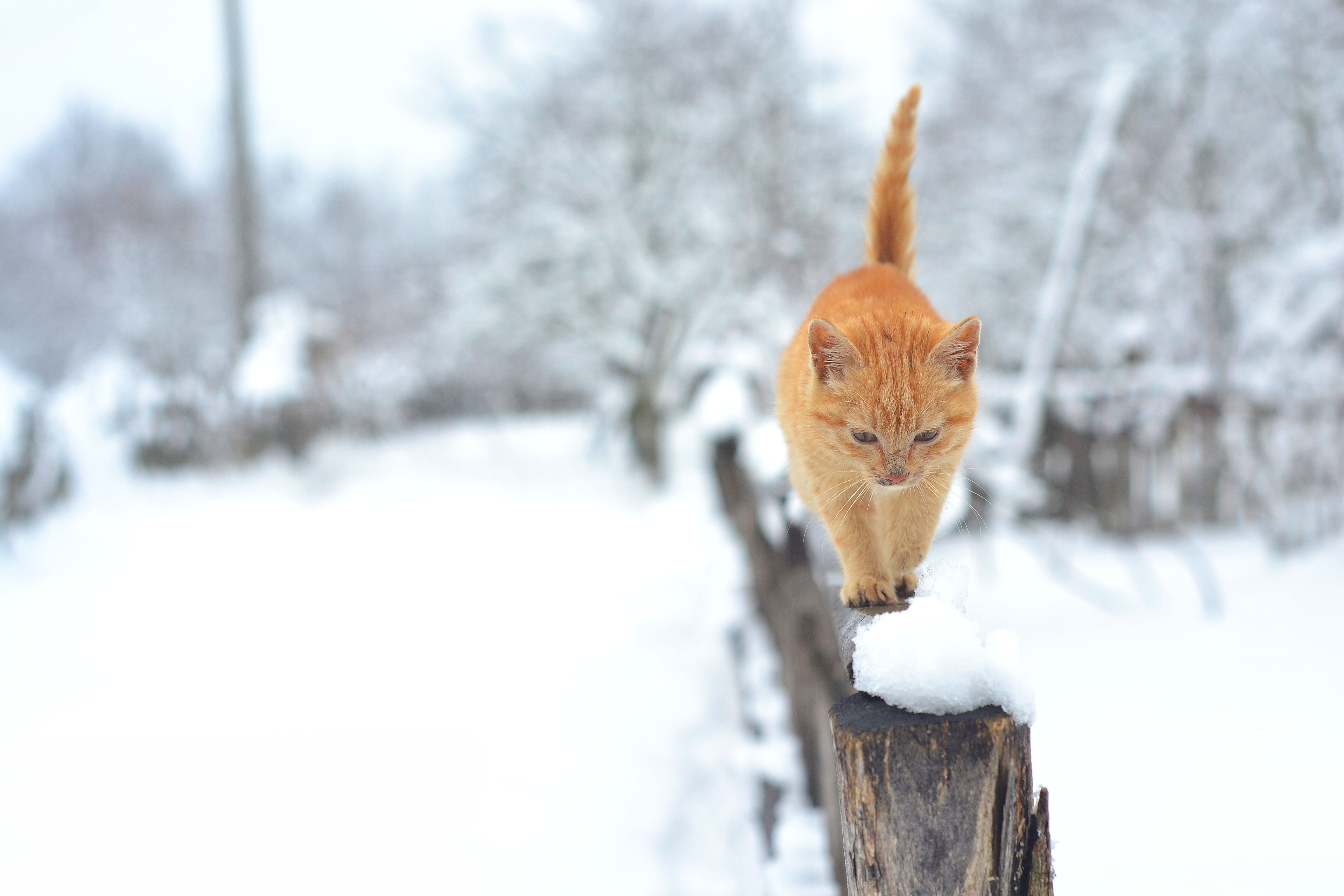Orange Cat Walking on a Wooden Fence · Free Stock Photo