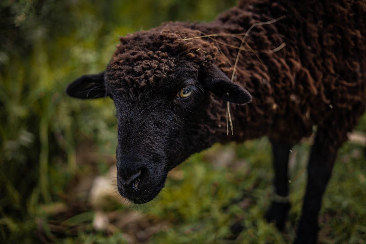 Carnero Photos, Download The BEST Free Carnero Stock Photos & HD Images