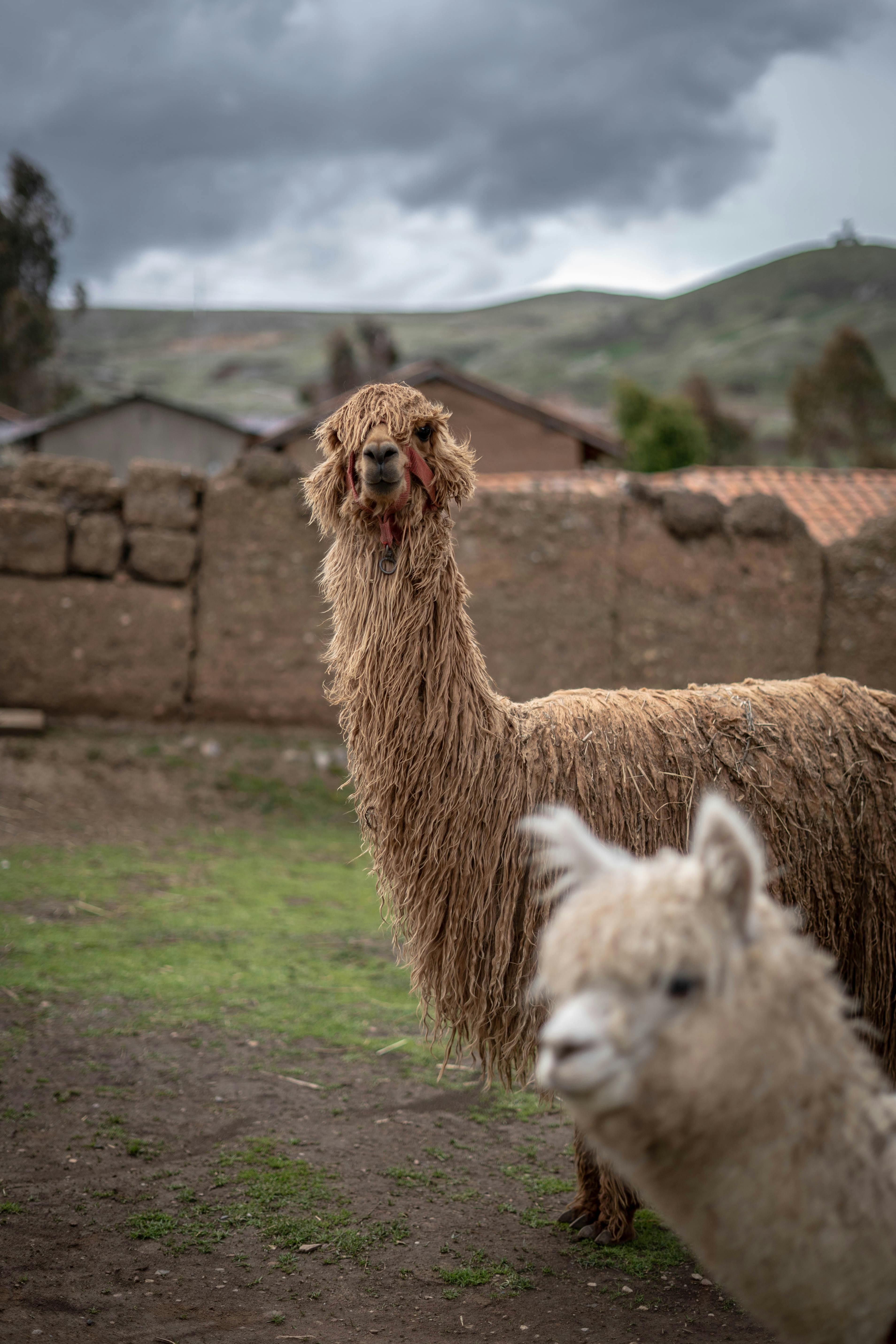 Lama Pacos Standing on Grass Field · Free Stock Photo