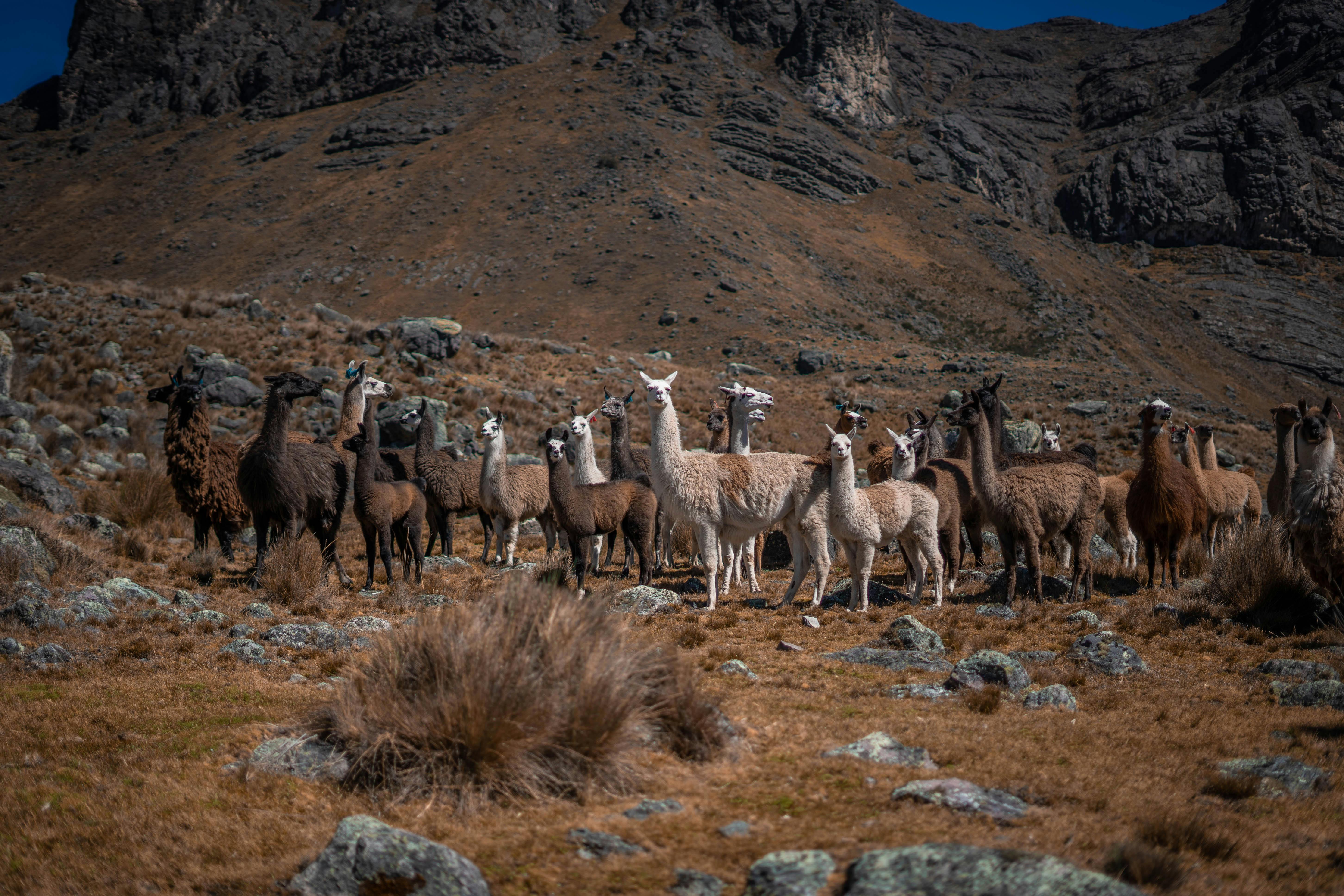 Photo Of Huacaya Alpaca · Free Stock Photo