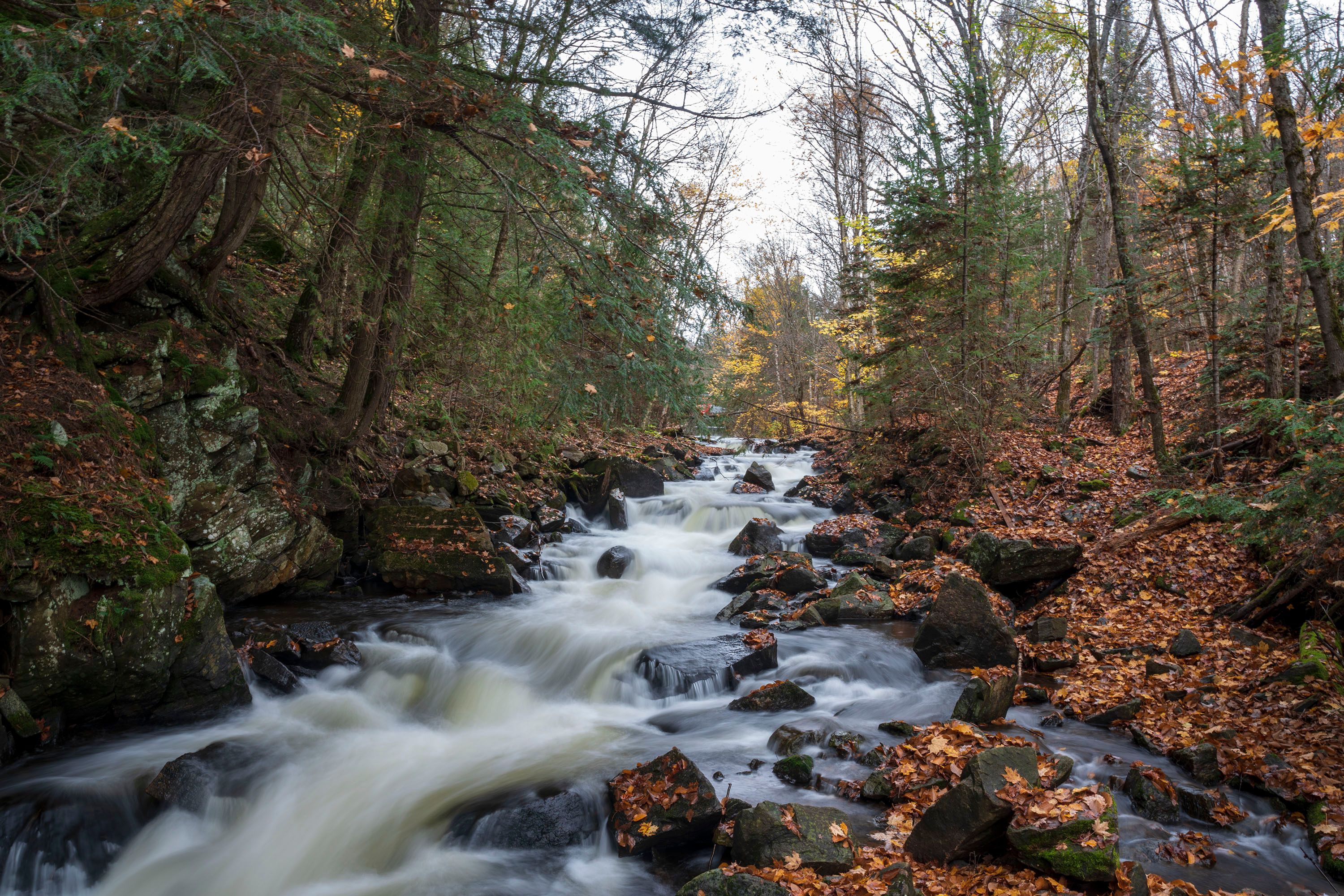 Stream Surrounded by Tall Trees in a Forest · Free Stock Photo