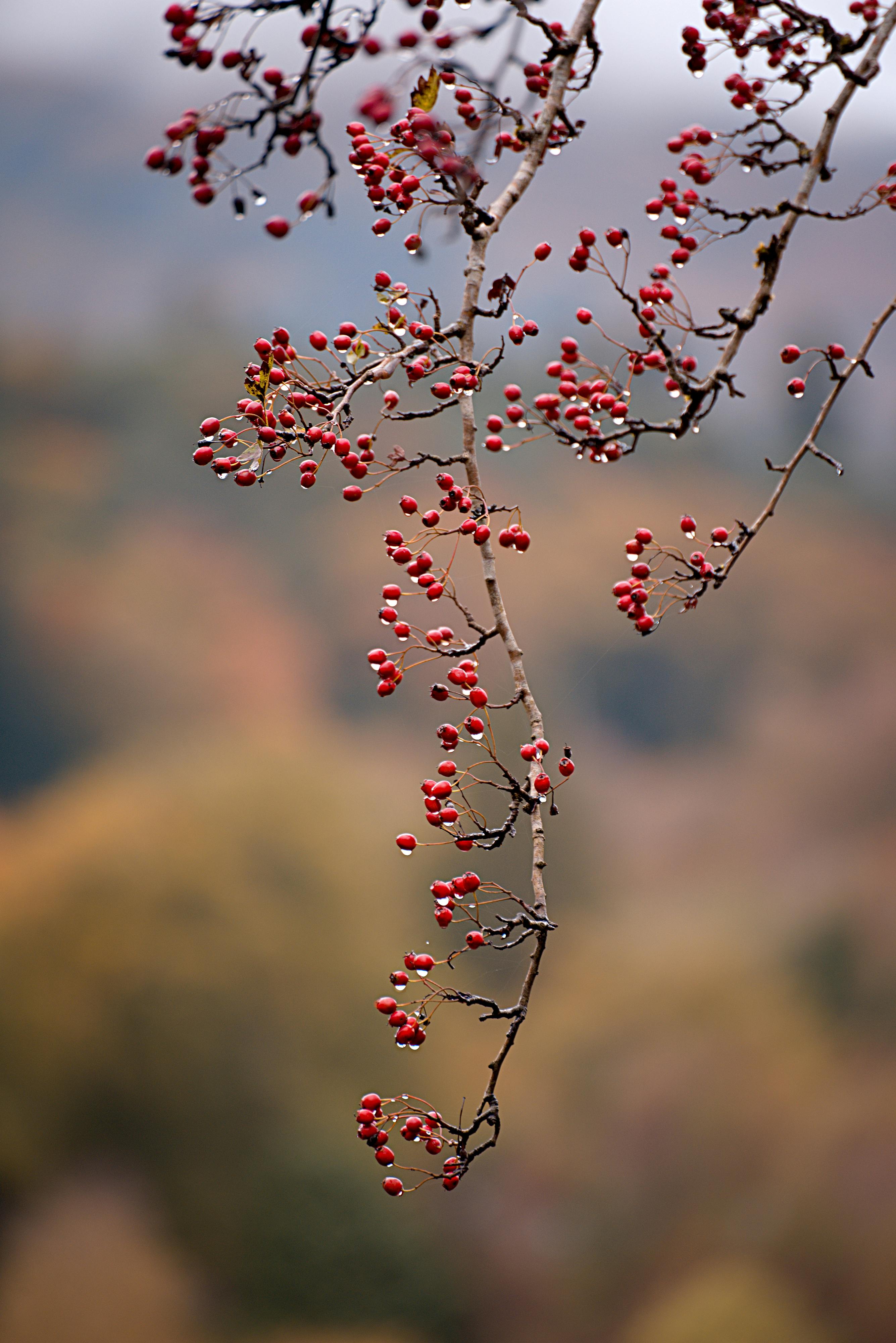 Close-Up View of Branches With Red Berries · Free Stock Photo