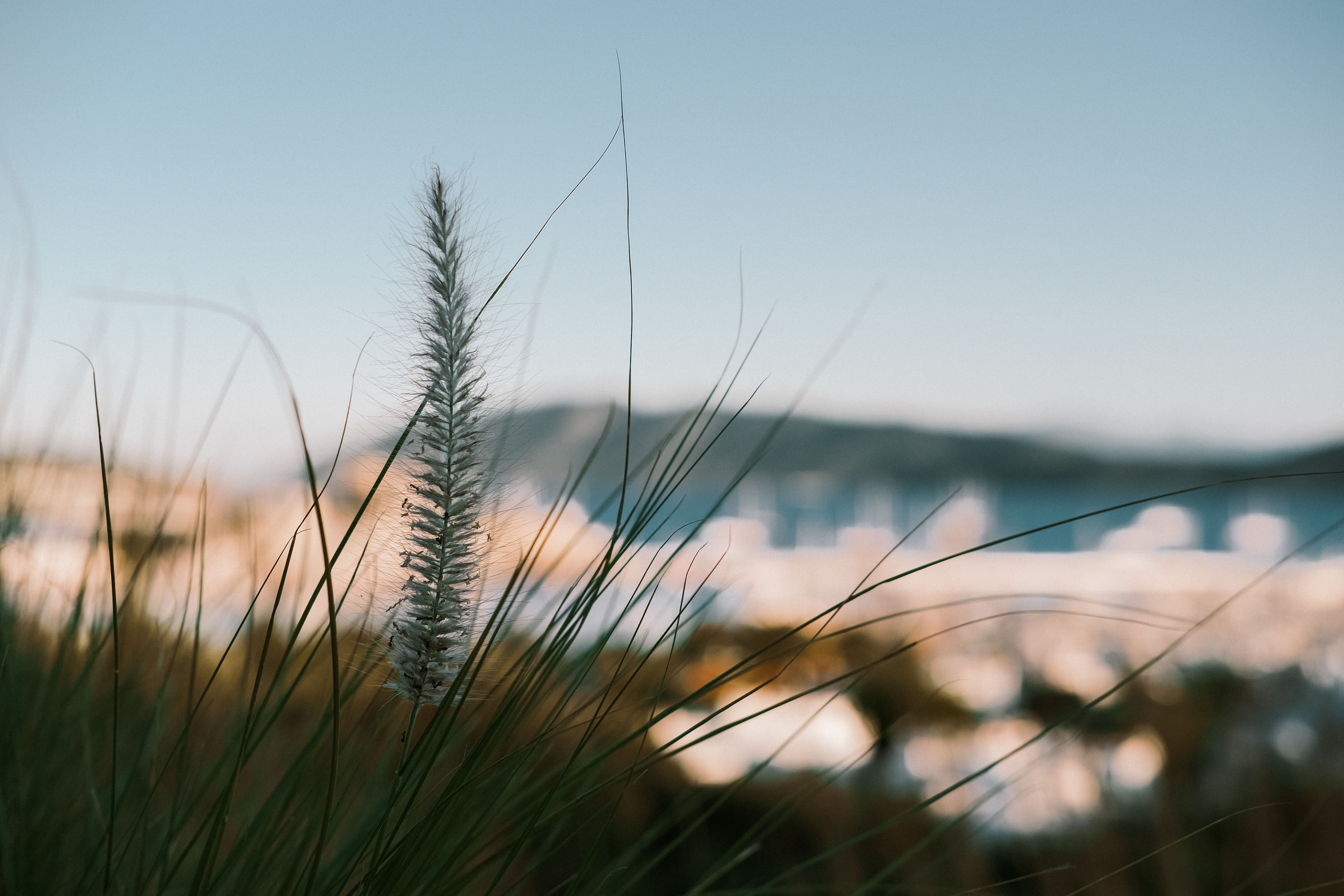 Close-up of Grass · Free Stock Photo