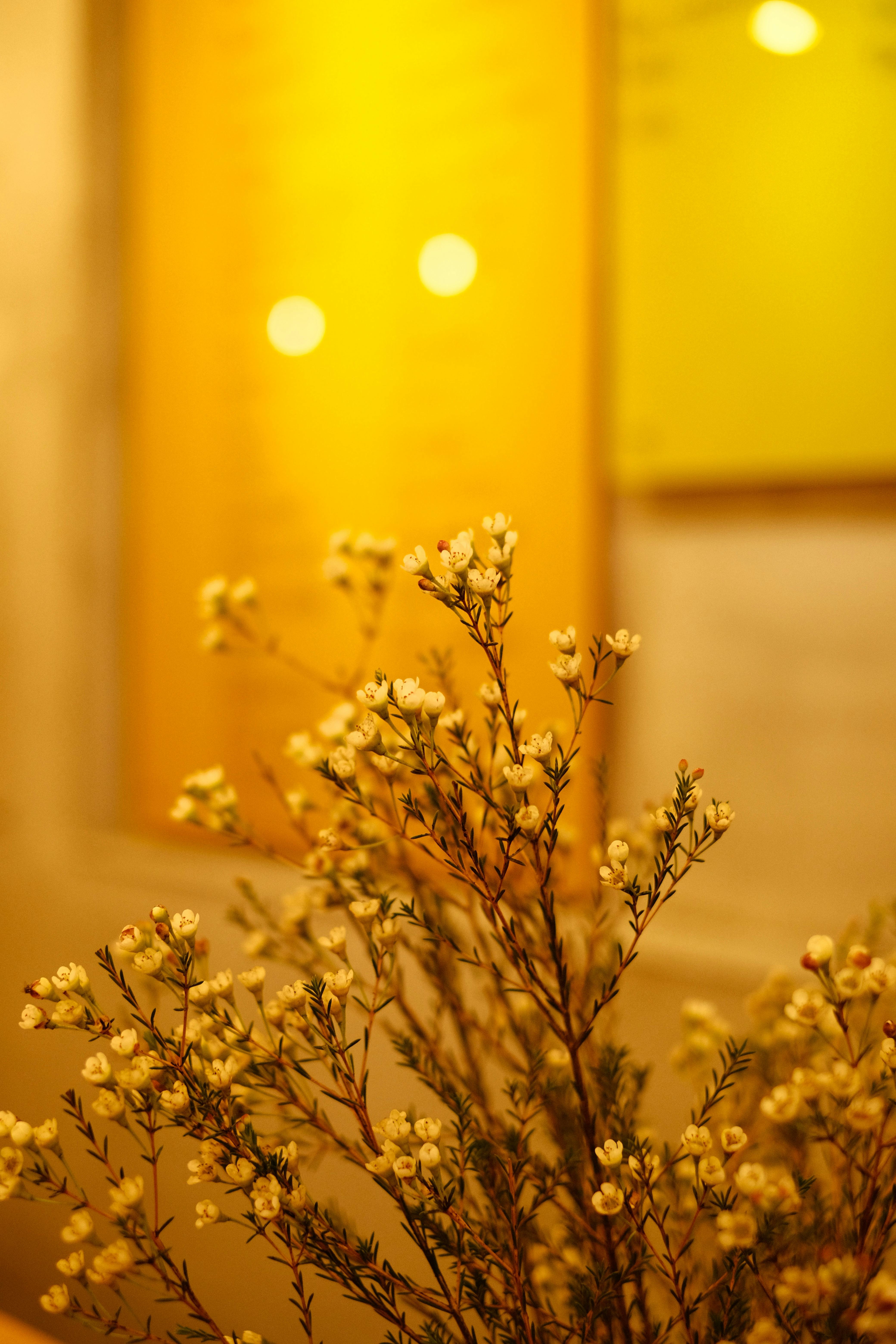 White Flower Plant · Free Stock Photo