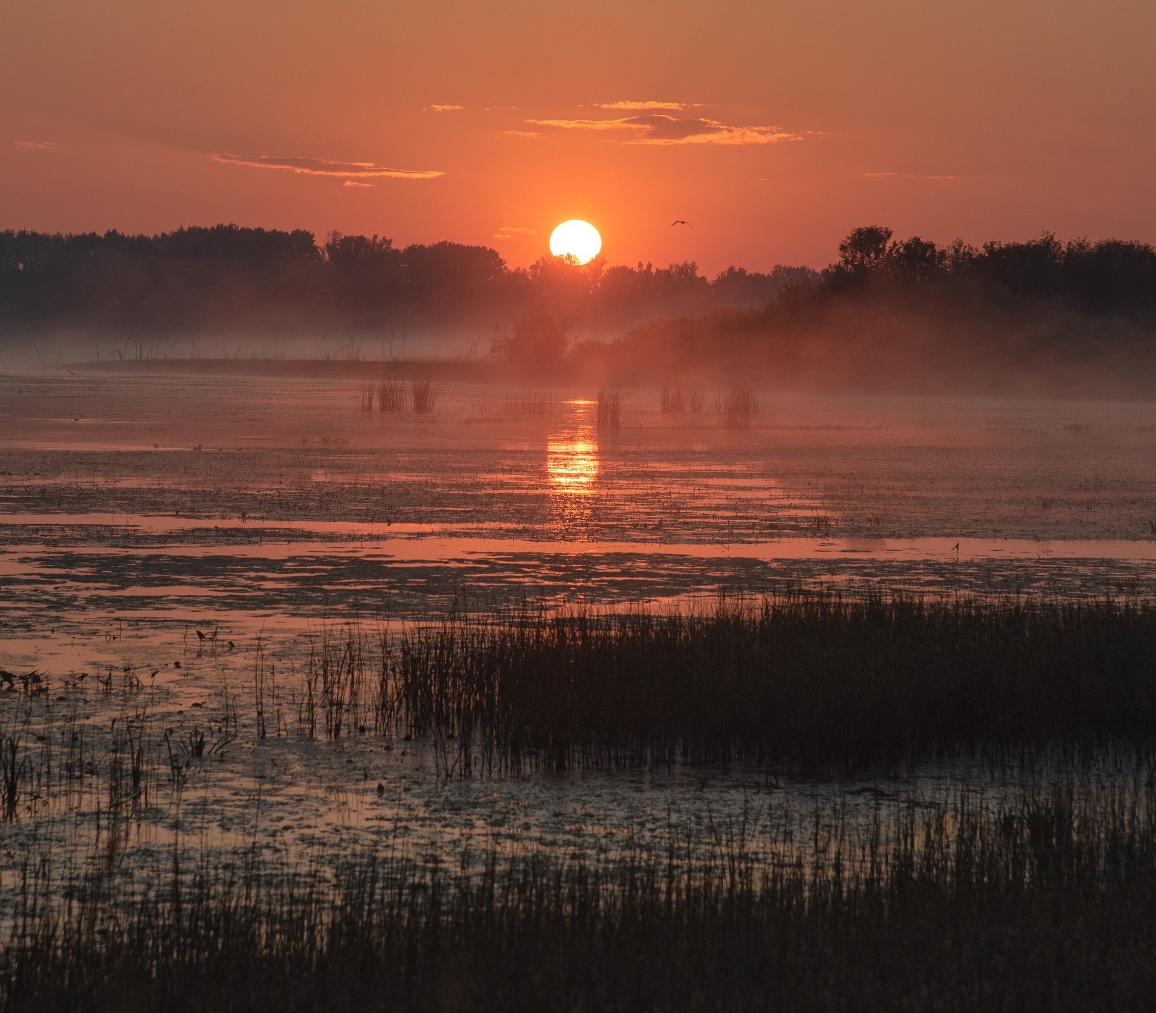 Sunset over Wetlands · Free Stock Photo