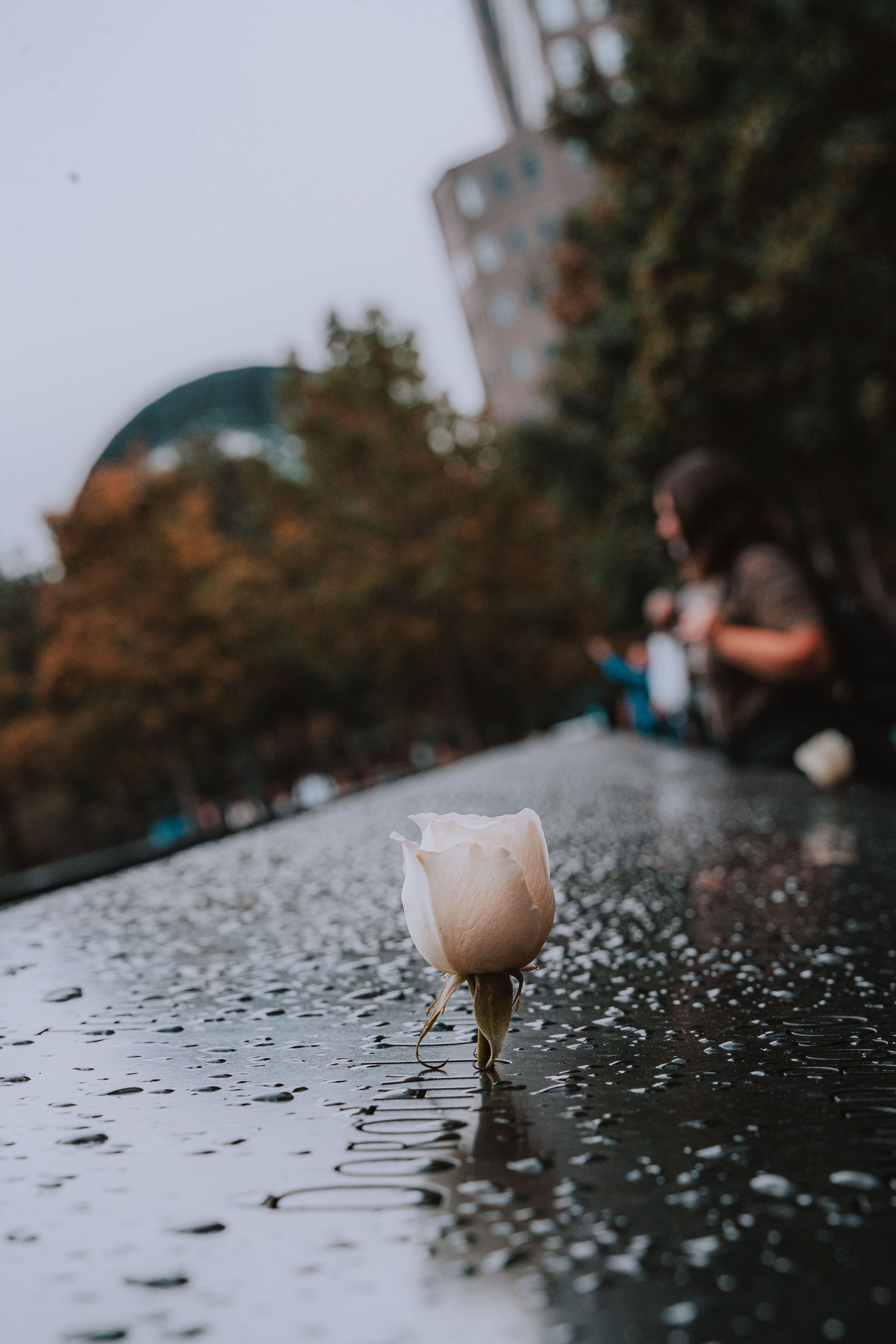 Shallow Focus Photography of White Rose · Free Stock Photo